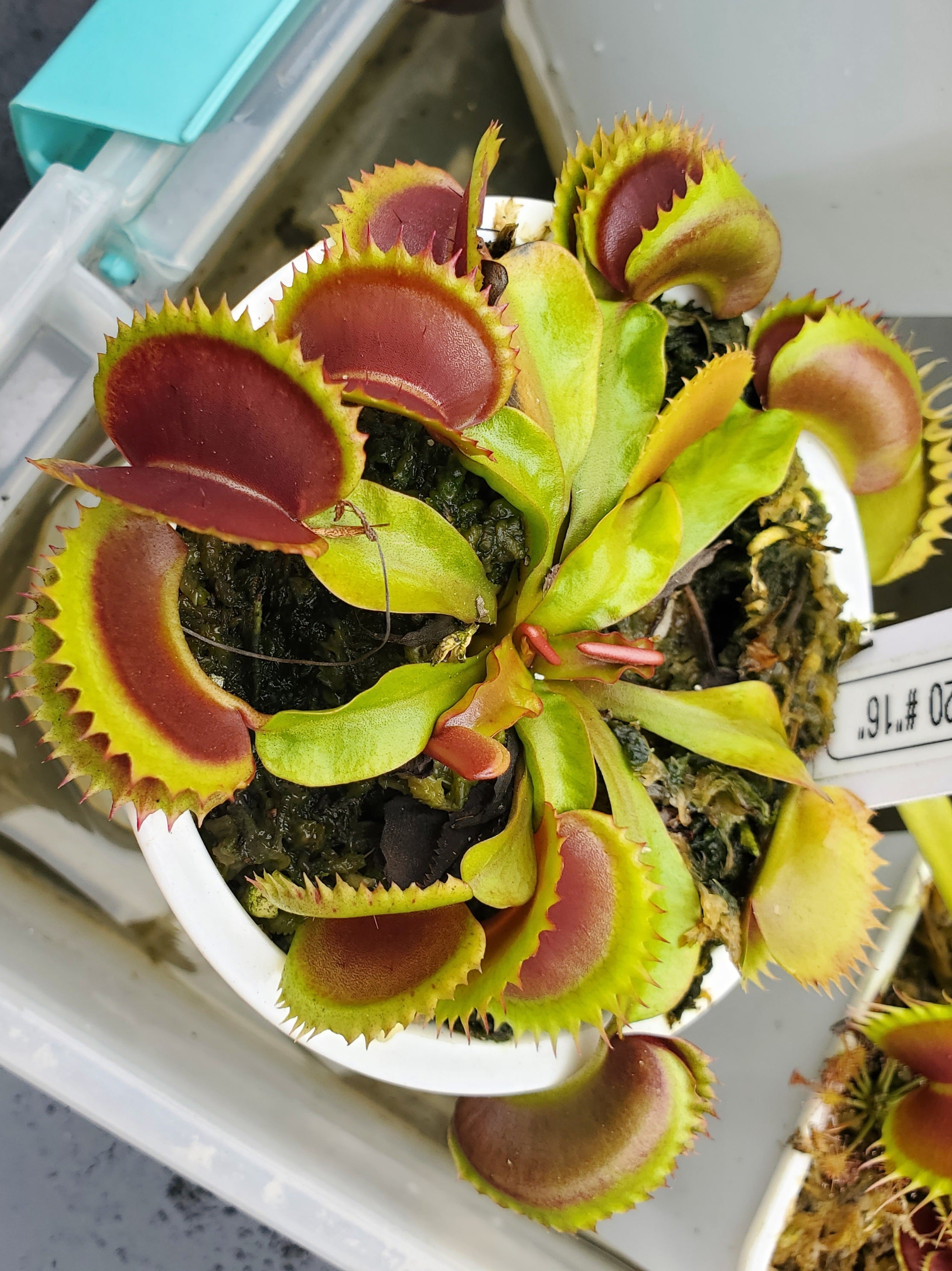 Hunter Flytraps B52 x Jaws 2020 #16 - Venus Flytrap Carnivorous Plant