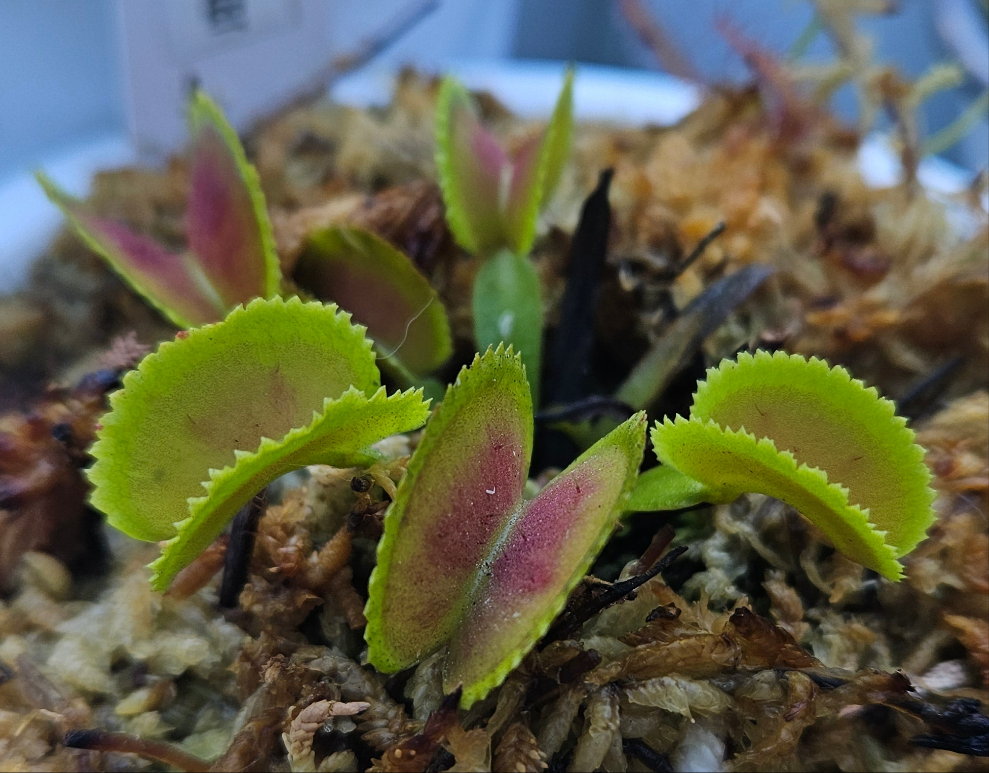 FTS Shogun Star - Venus Flytrap Carnivorous Plant – Hunter Flytraps