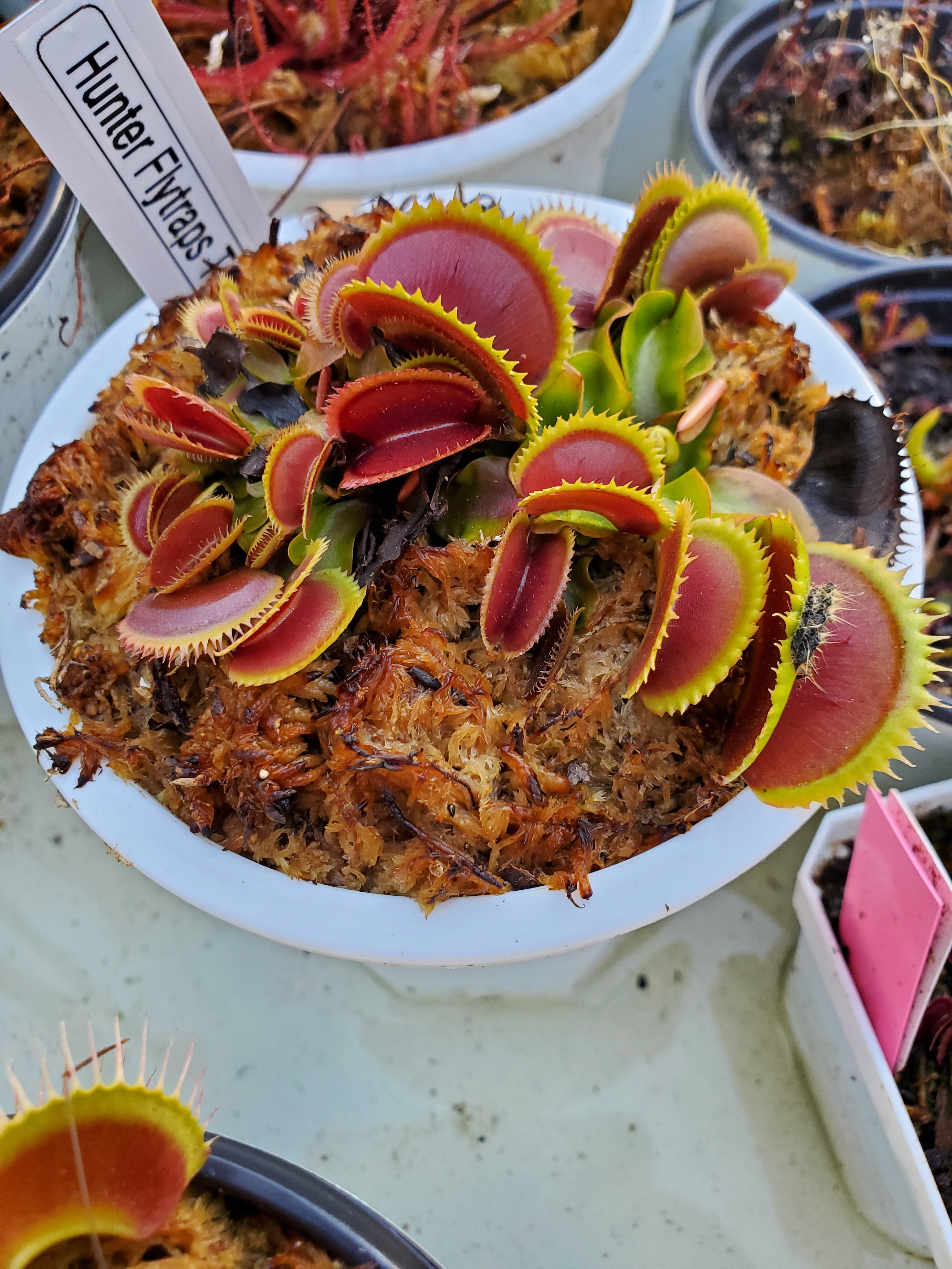 Hunter Flytraps "Wicked Tooth" - Venus Flytrap Carnivorous Plant