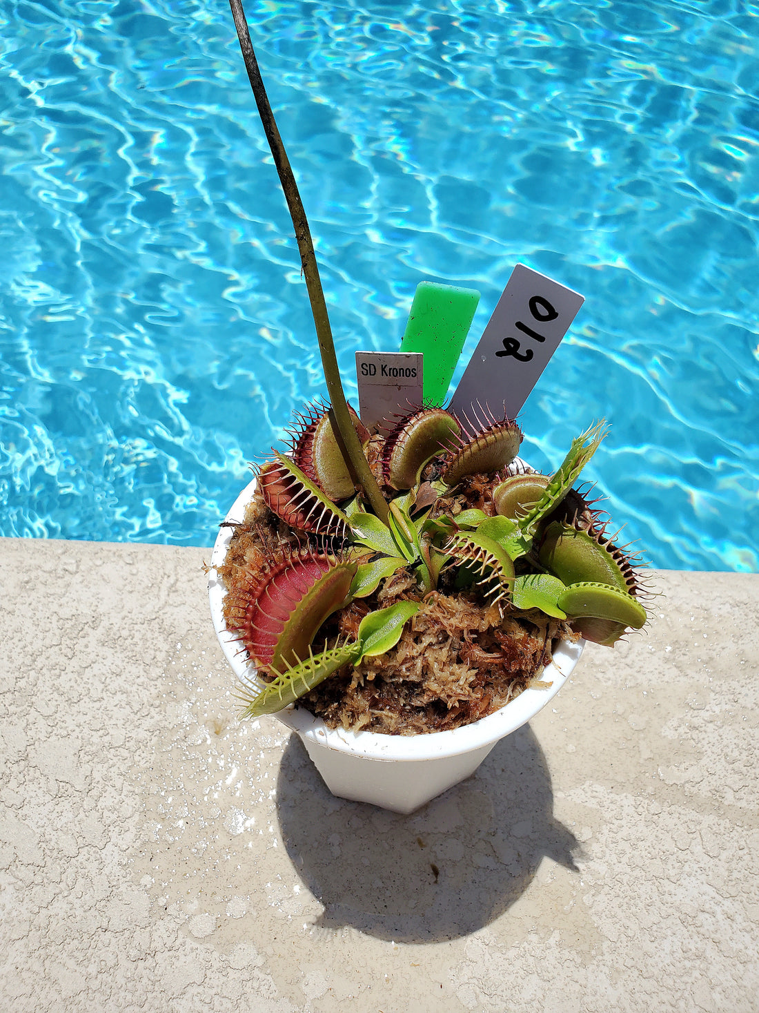 Get me that plant - 012 - Kronos Venus Flytrap Carnivorous plant ...