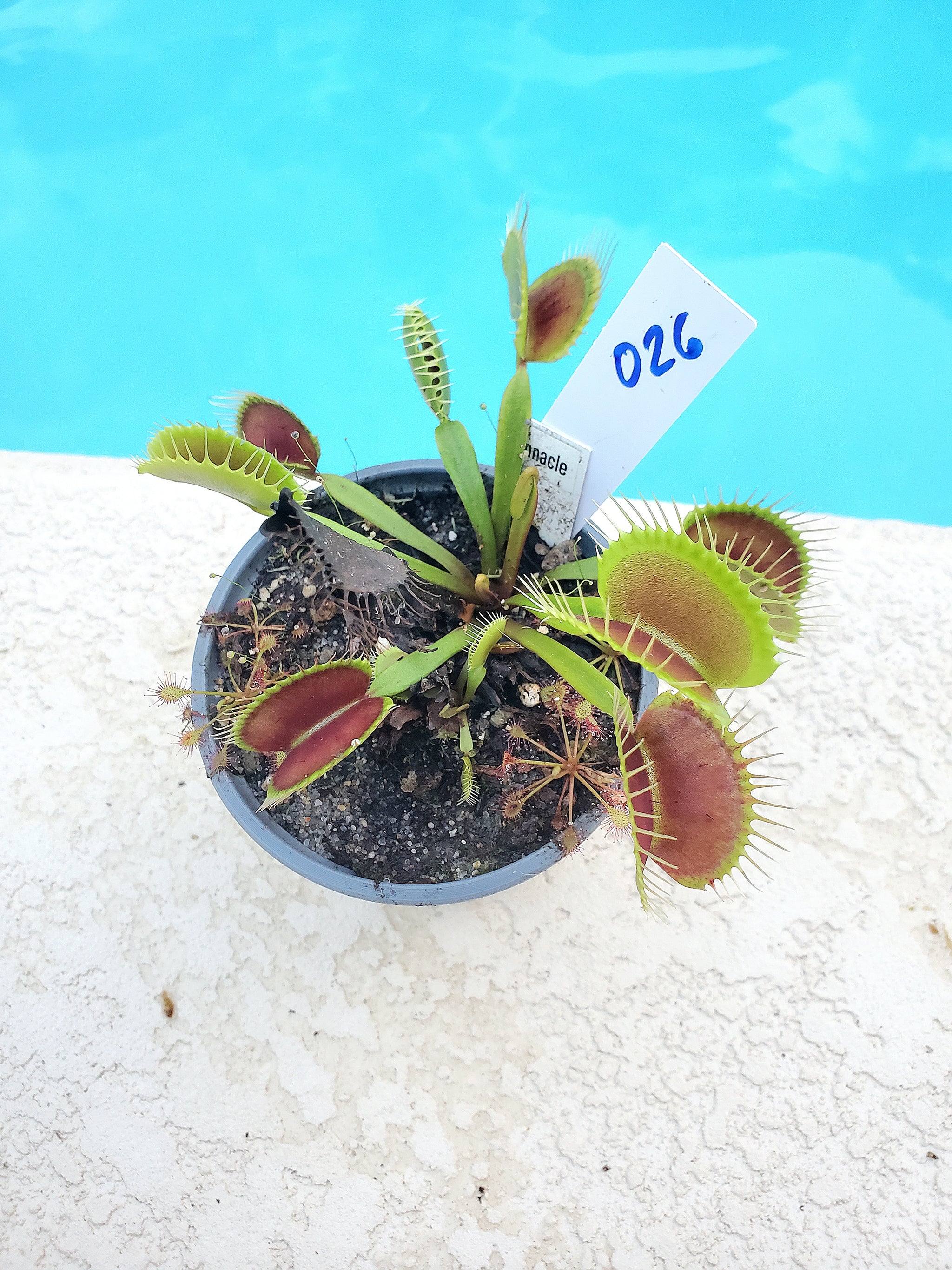 Get me that plant - 026 - Pinnacle Venus Flytrap Carnivorous plant – Hunter Flytraps