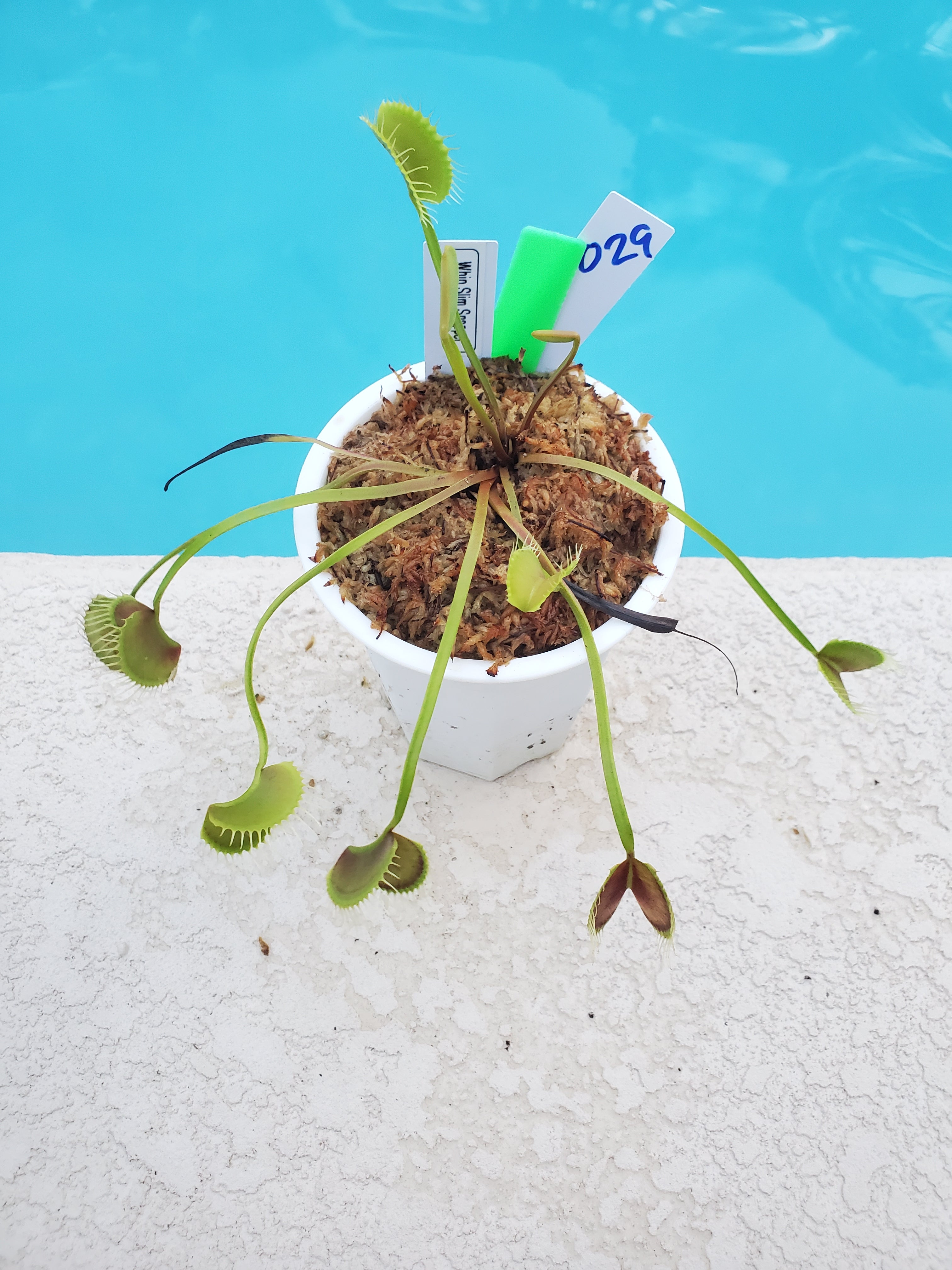 Get me that plant - 029 - WIP Slim Snapper Venus Flytrap Carnivorous p ...