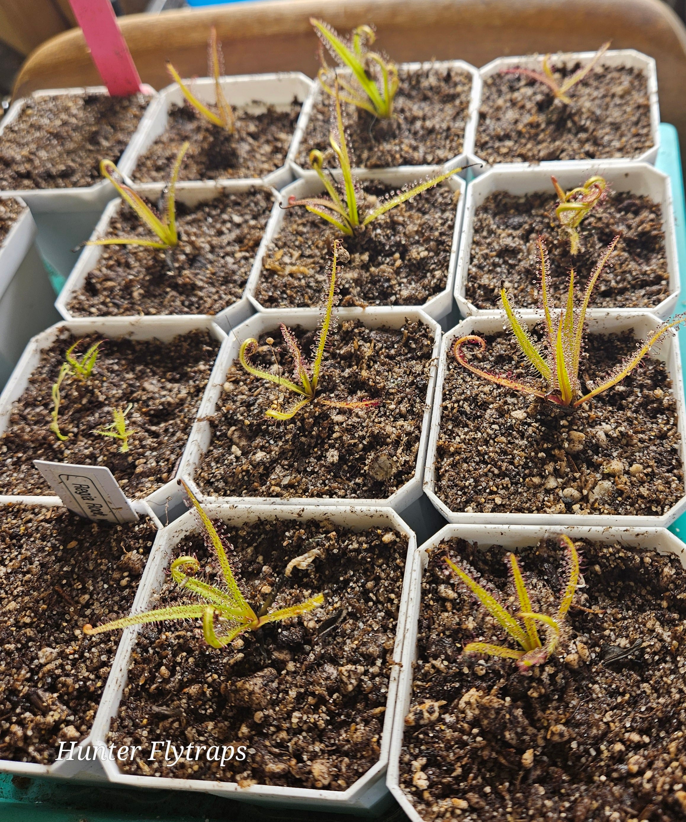 Drosera Regia (King Sundew) Lil' Kings – Hunter Flytraps