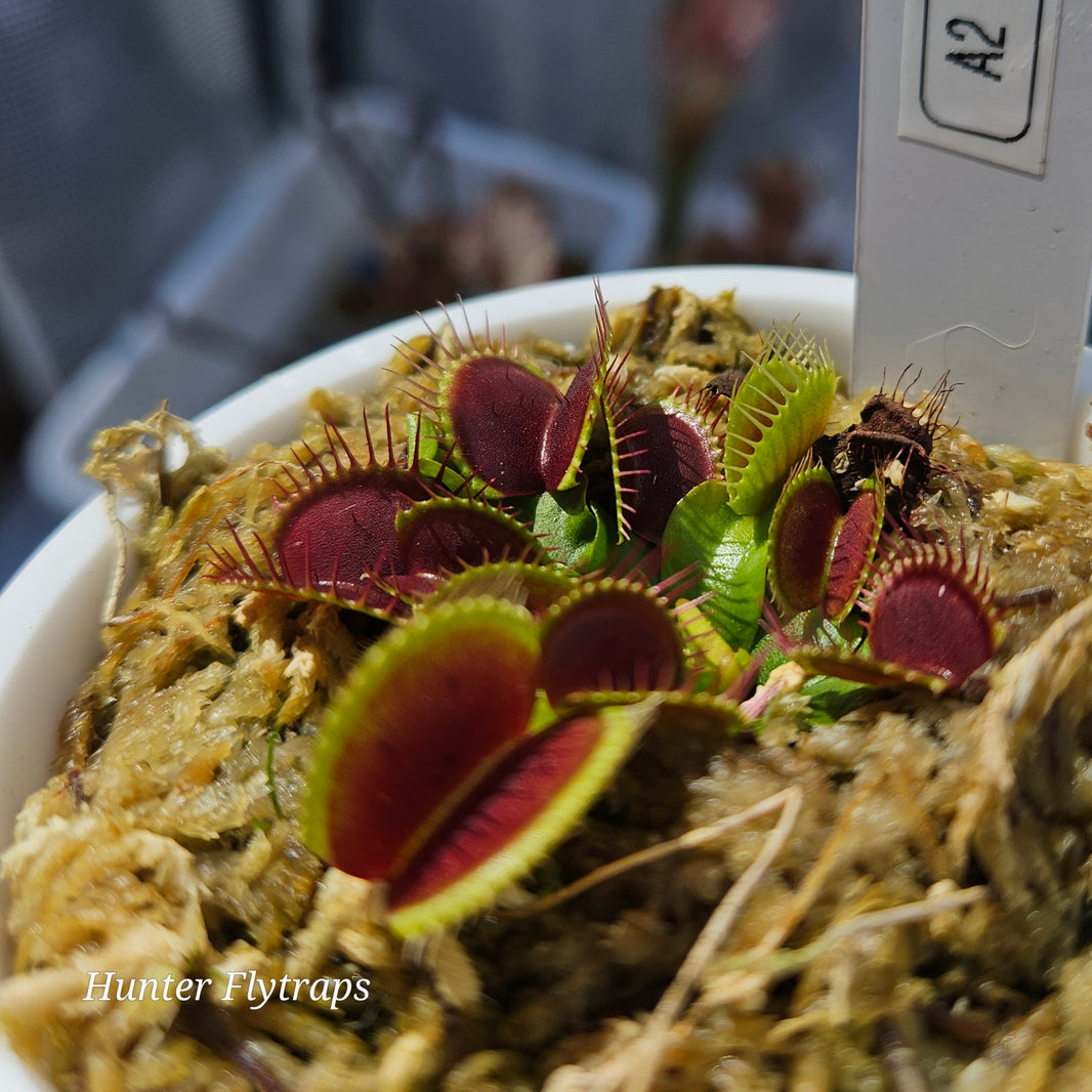 HUNTER FLYTRAPS Venus Flytraps, Carnivorous plants and Pitcher plants ...