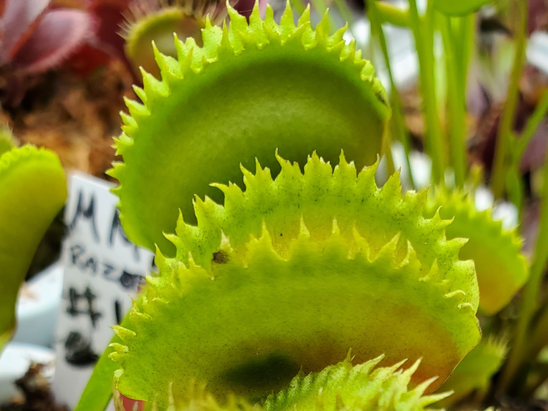 Hunter Flytraps "Wicked Tooth" - Venus Flytrap Carnivorous Plant