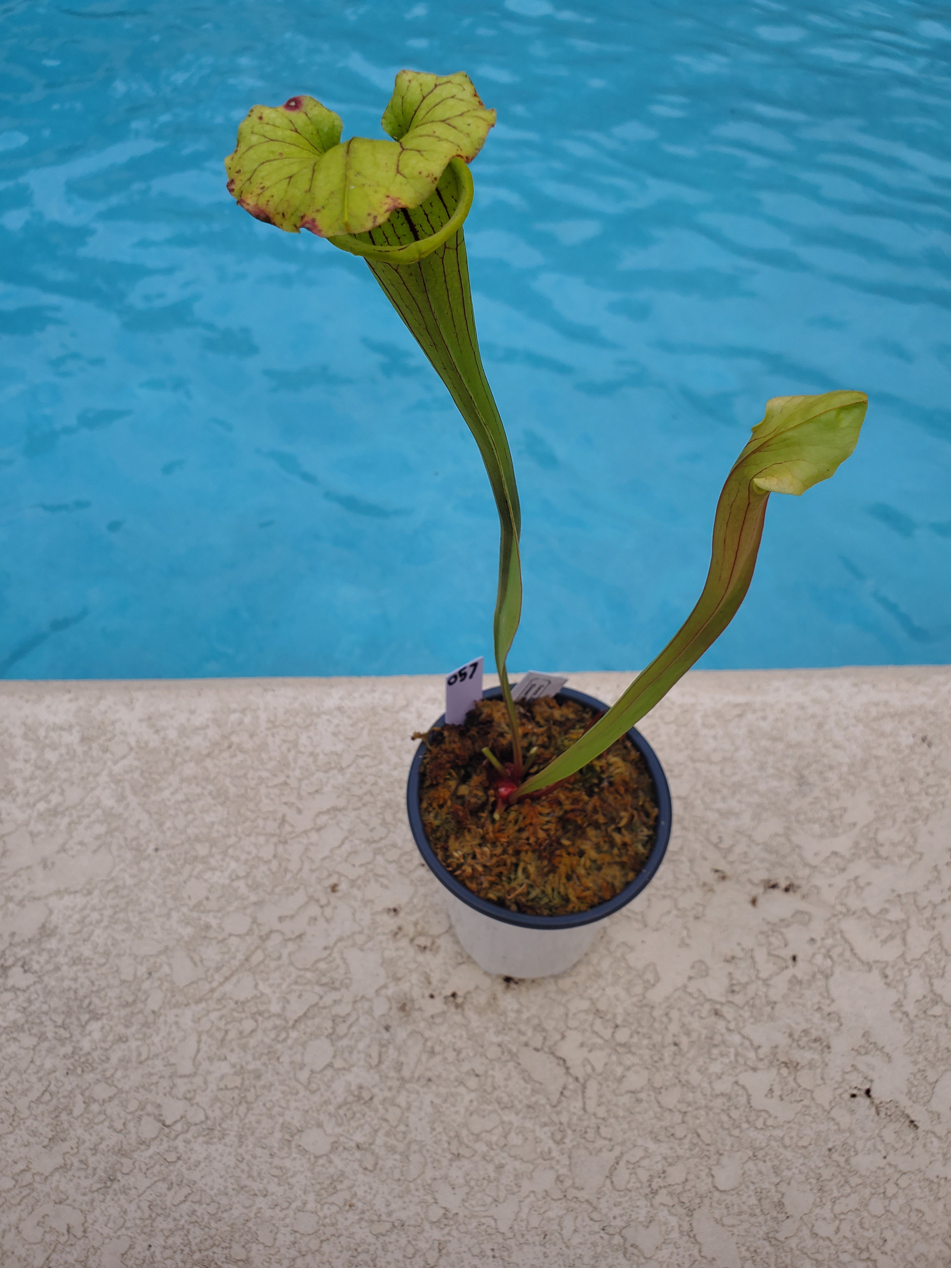 Get me that plant - 057 - Sarracenia Pitcher Plant Leuco juju lips x f ...