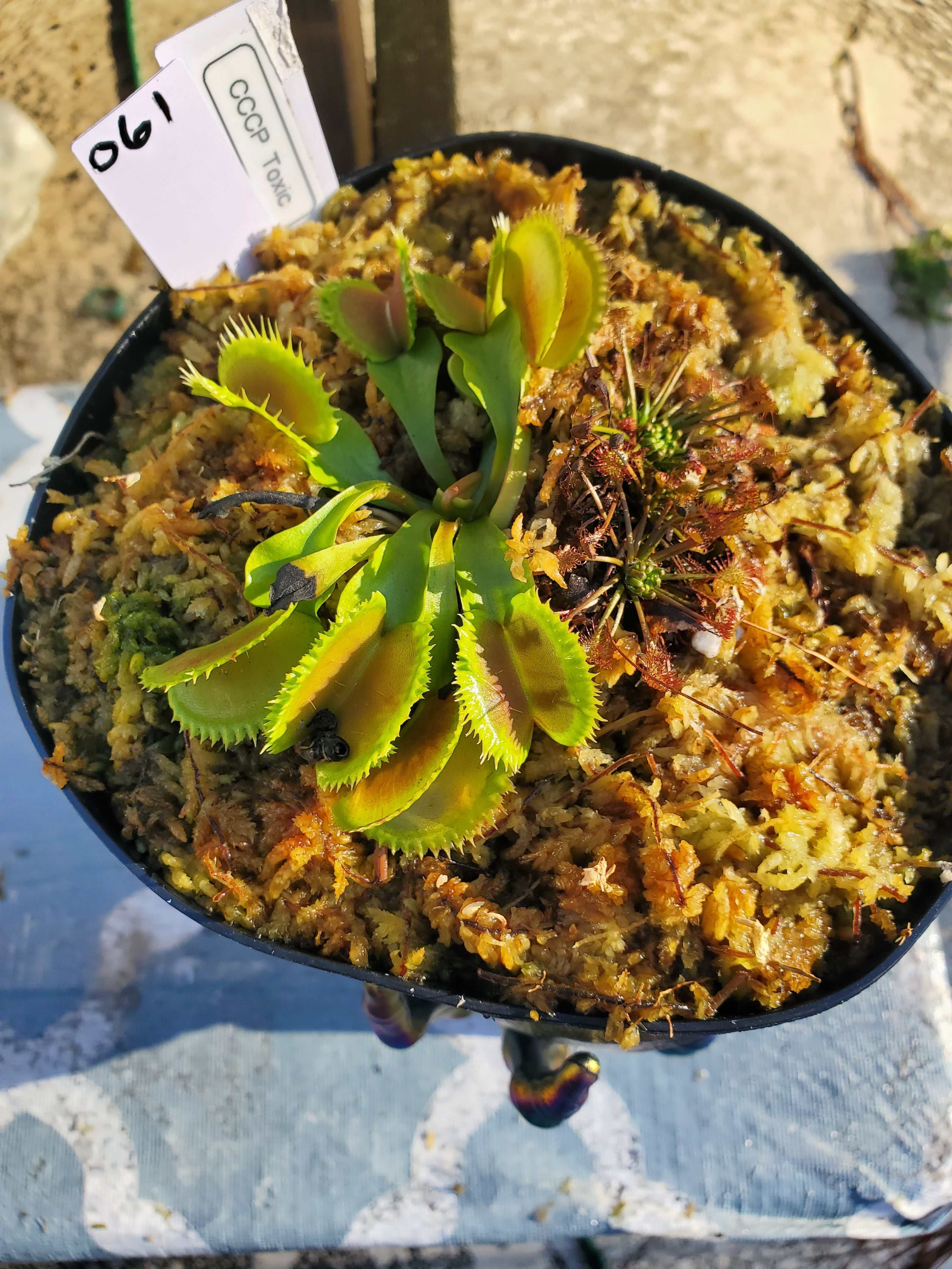 Get me that plant - 061 - CCCP Toxic Skull pot Flytrap Carnivorous pla ...