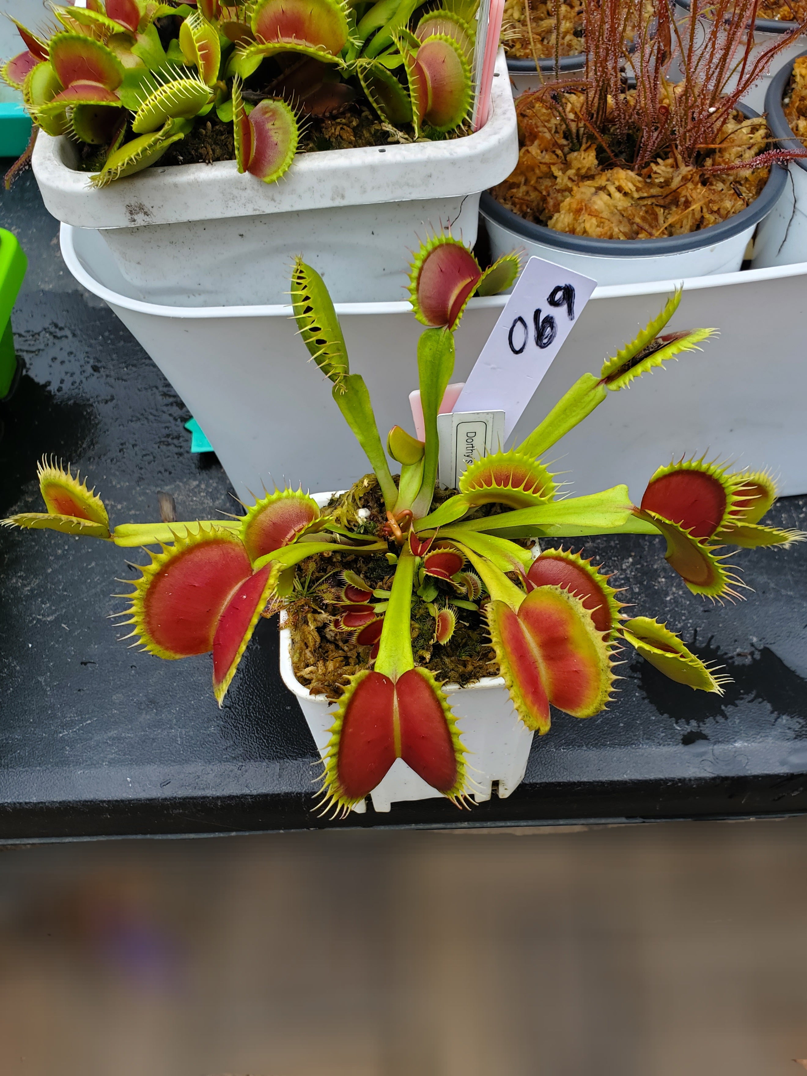 Get me that plant - 069 - HF Dorothy's Ruby Red Rippers Flytrap Carniv – Hunter Flytraps