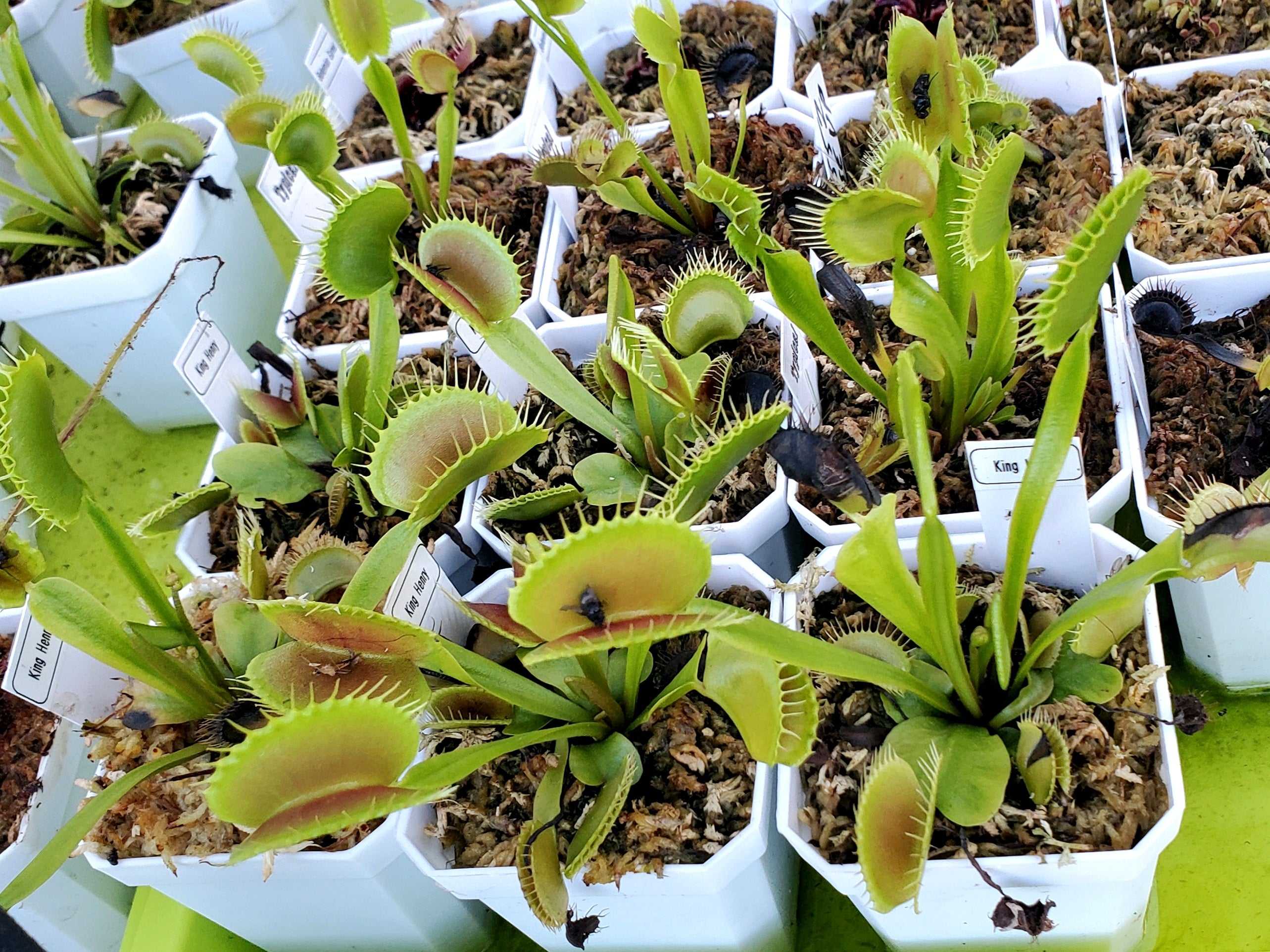 King Henry - Venus Flytrap Carnivorous Plant – Hunter Flytraps