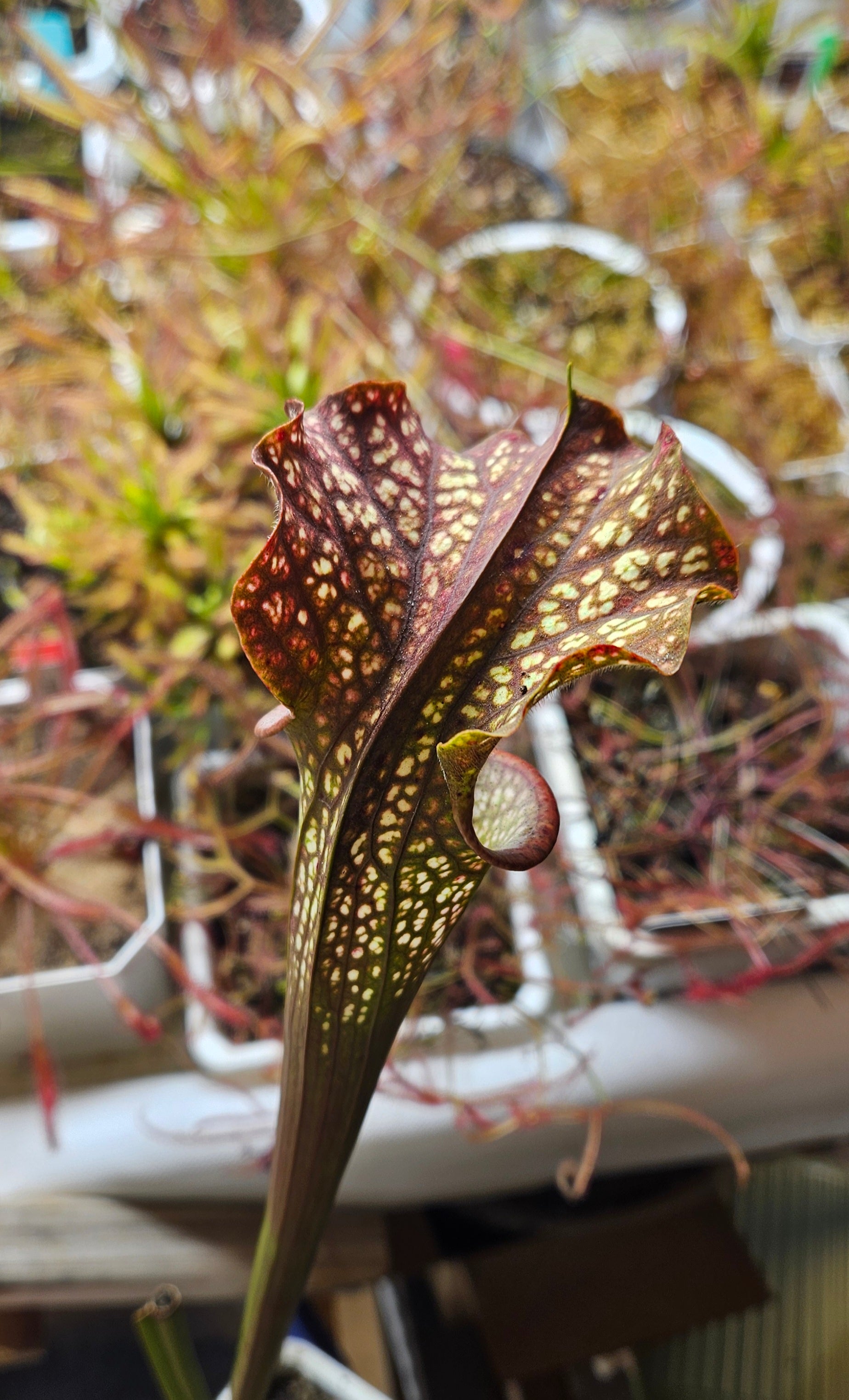 Pitcher Plant - Sarracenia Dragon Queen Carnivorous Live Plant – Hunter ...
