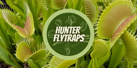Hunter Flytraps – Hunter Flytraps