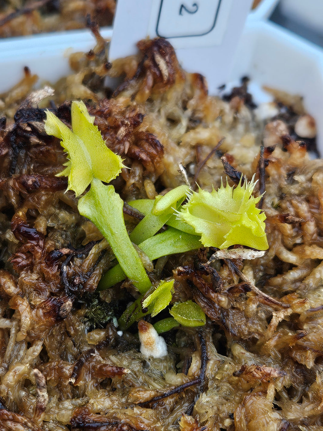 HUNTER FLYTRAPS Venus Flytraps, Carnivorous plants and Pitcher plants ...