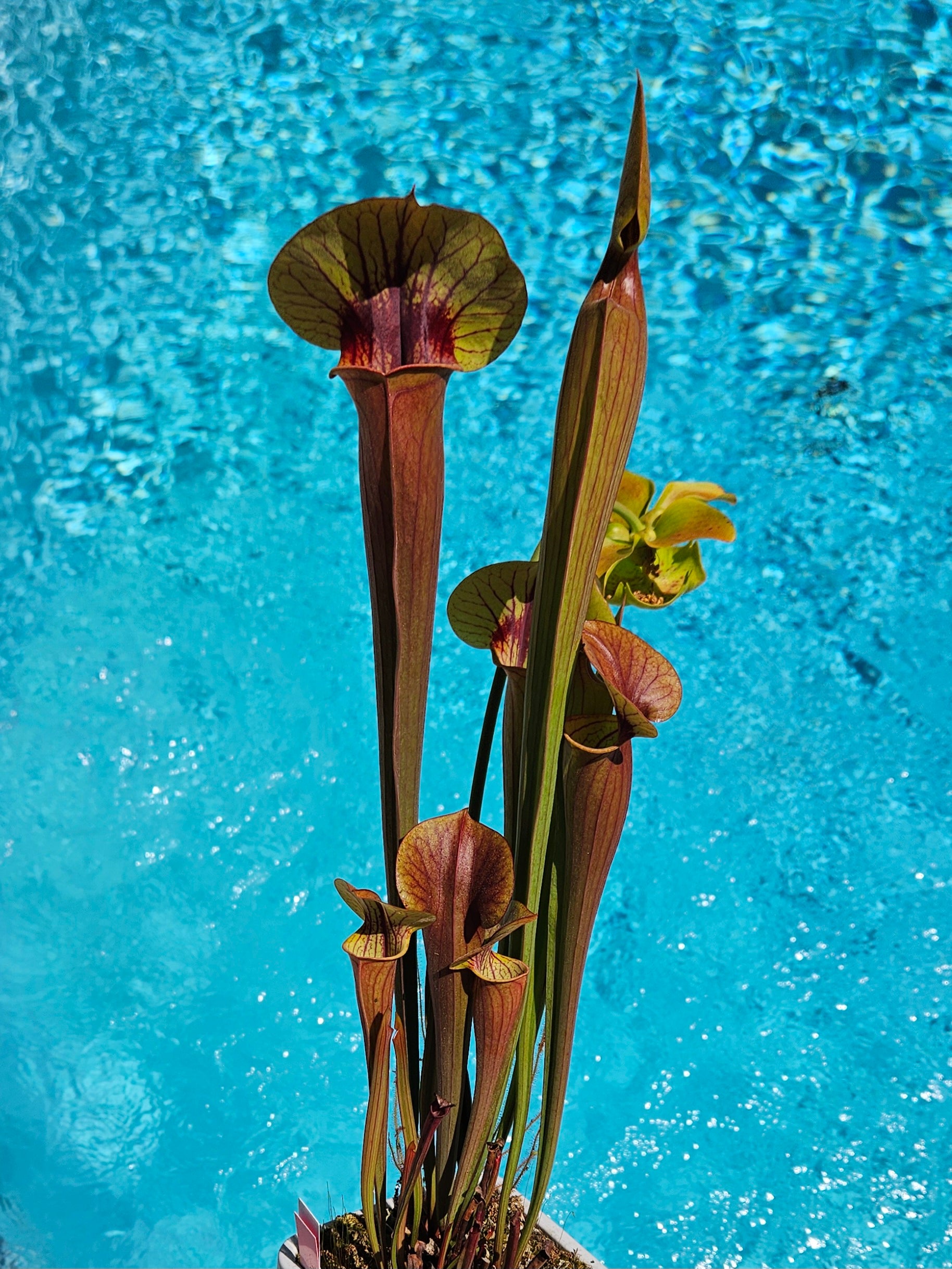 S. Isabella x RedMan F2 (D-19) – Hunter Flytraps