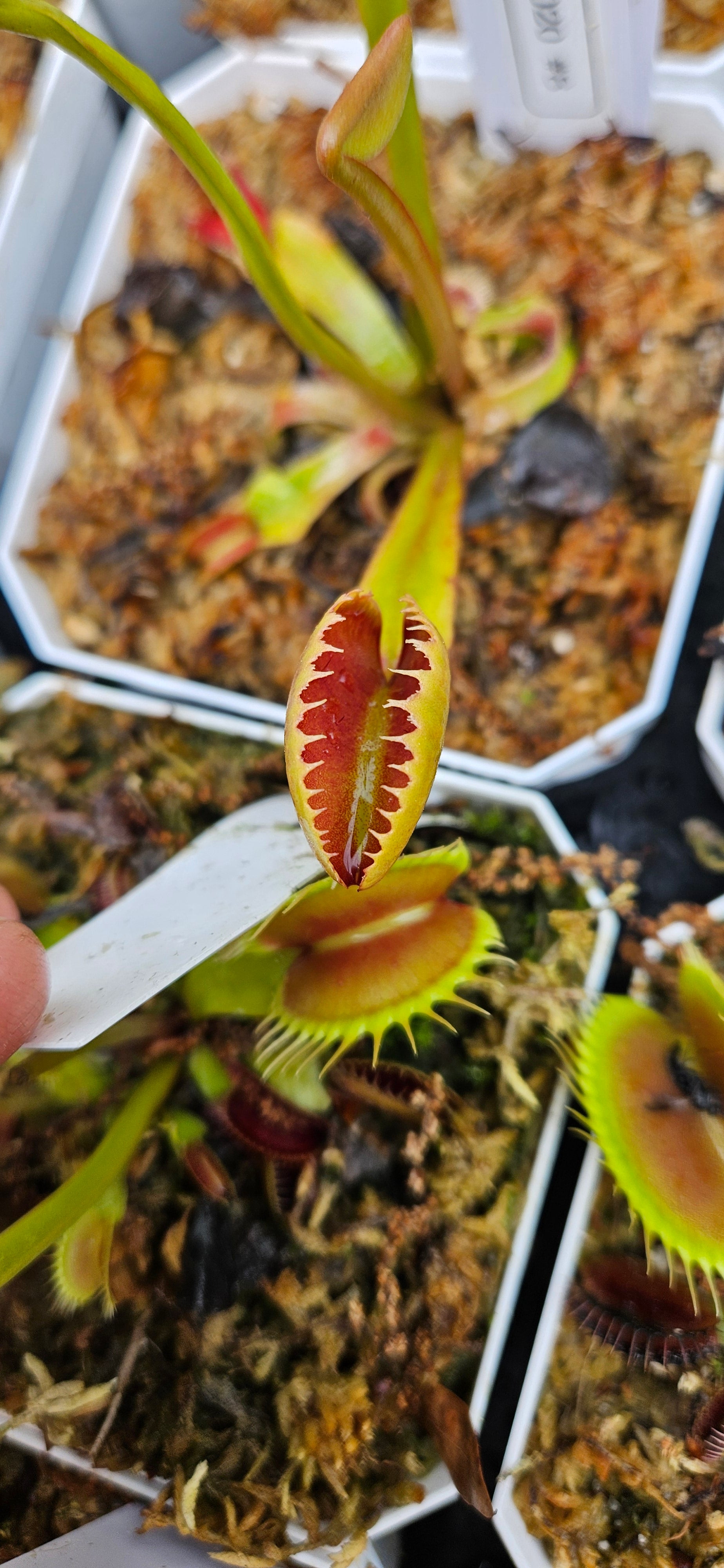 HF MM x MM 2020 #8 – Hunter Flytraps