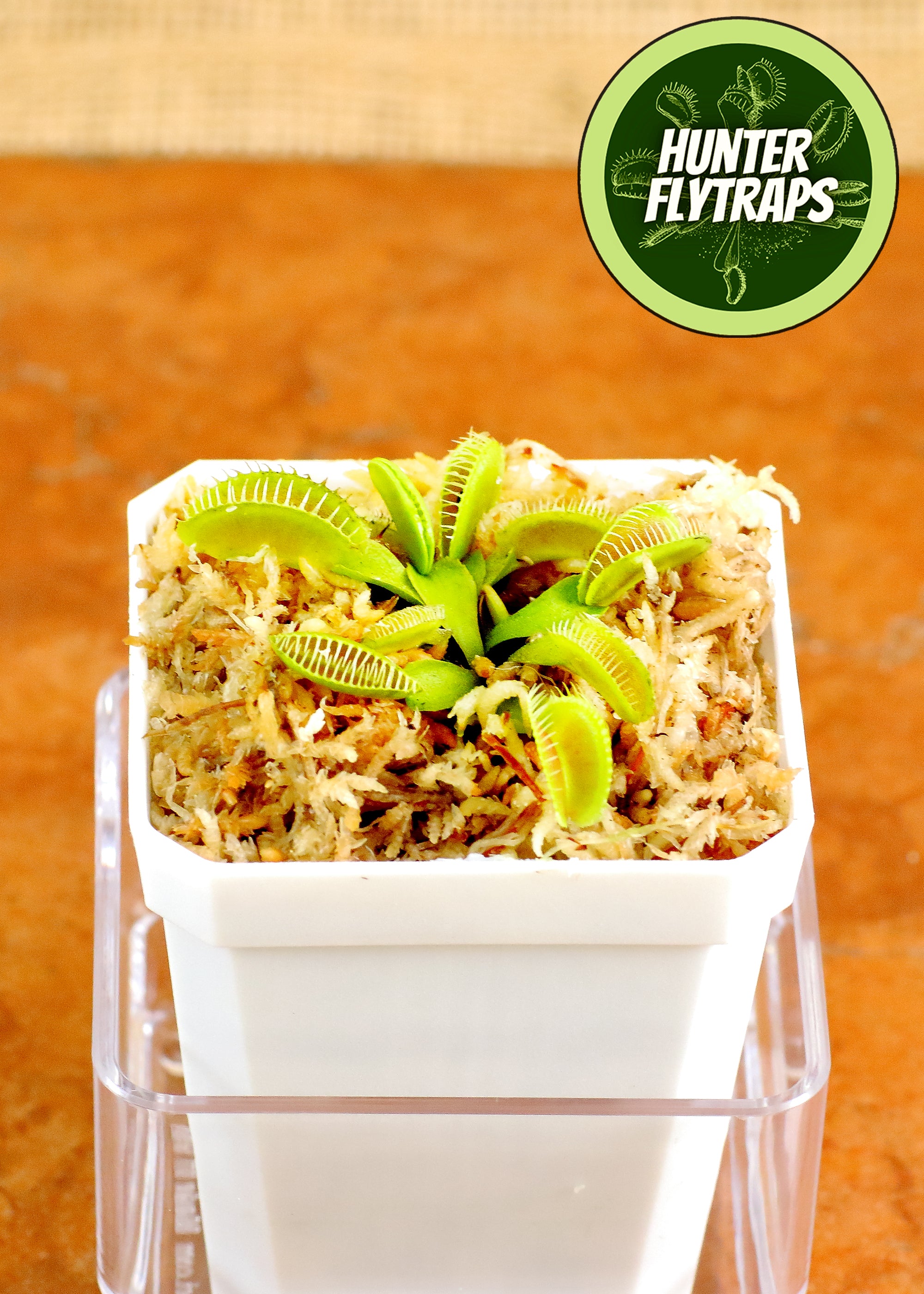 Venus Flytraps – Hunter Flytraps