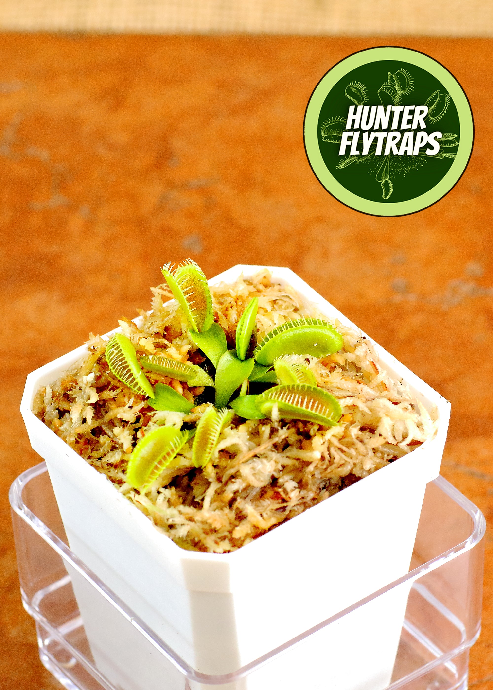 Venus Flytraps – Hunter Flytraps