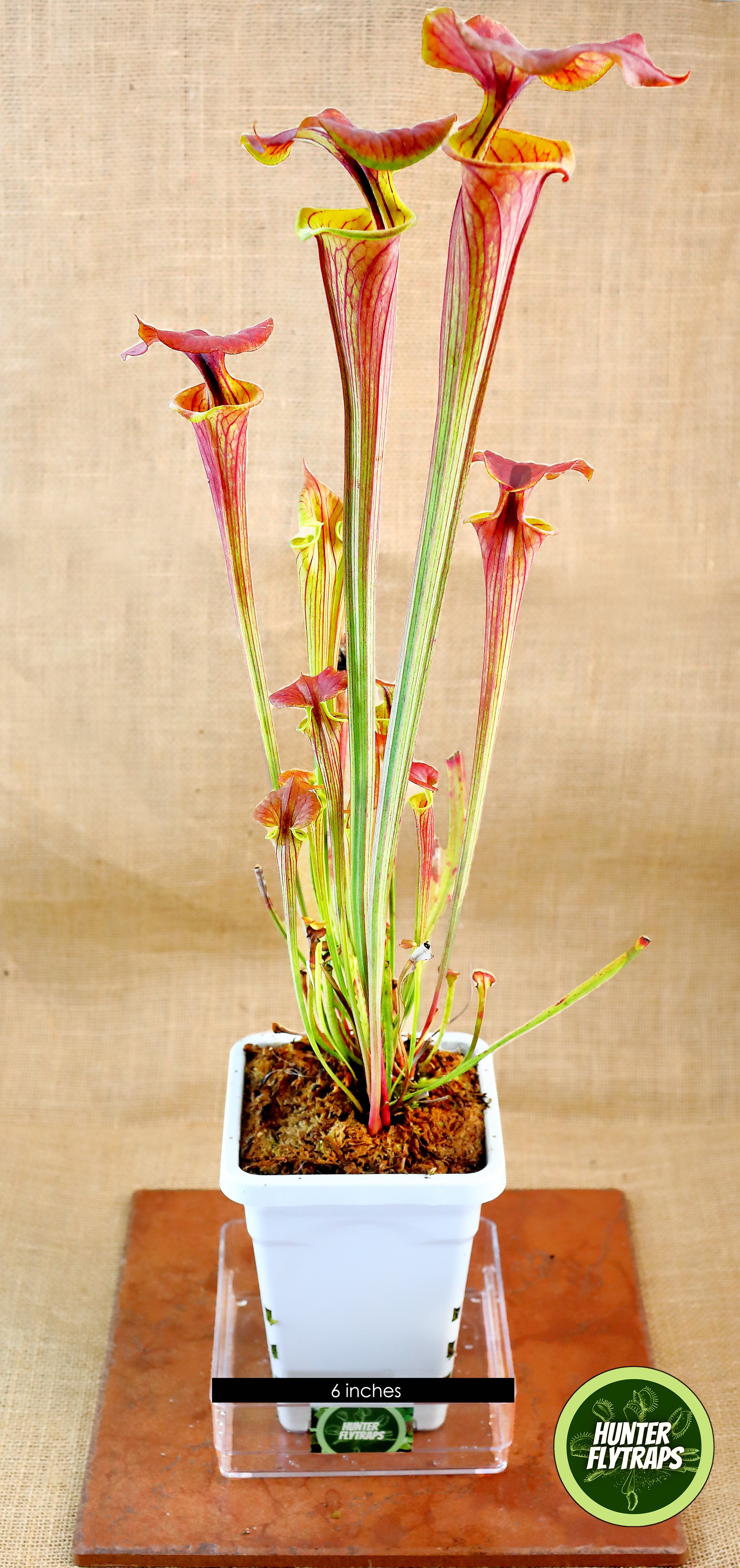 Sarracenia Pitcher Plants – Hunter Flytraps
