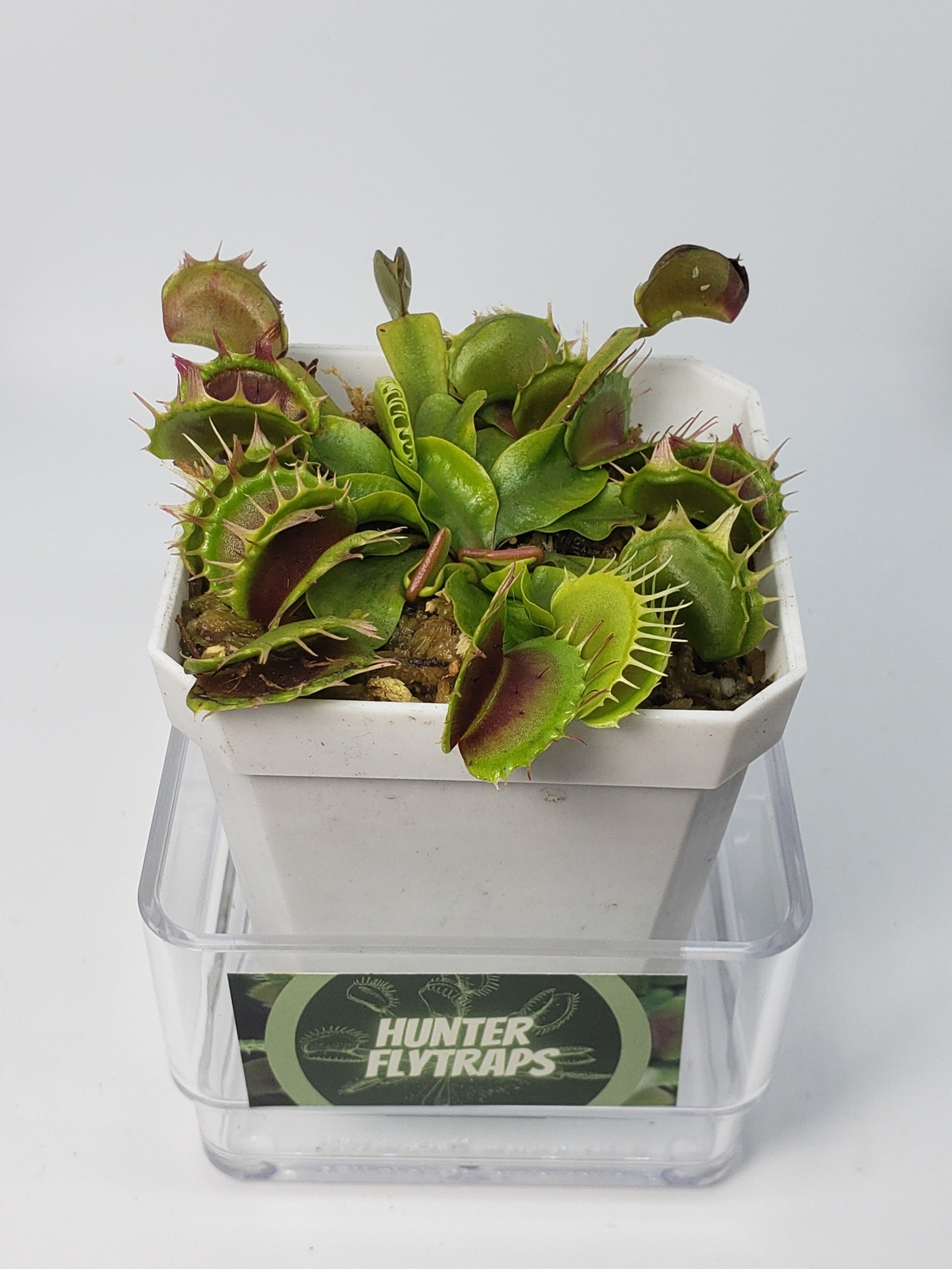 Fused Tooth - Venus Flytrap Live Carnivorous Plant – Hunter Flytraps