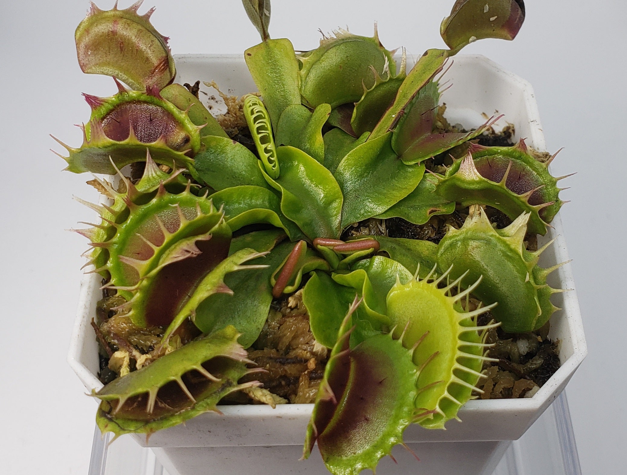 Fused Tooth - Venus Flytrap Live Carnivorous Plant – Hunter Flytraps