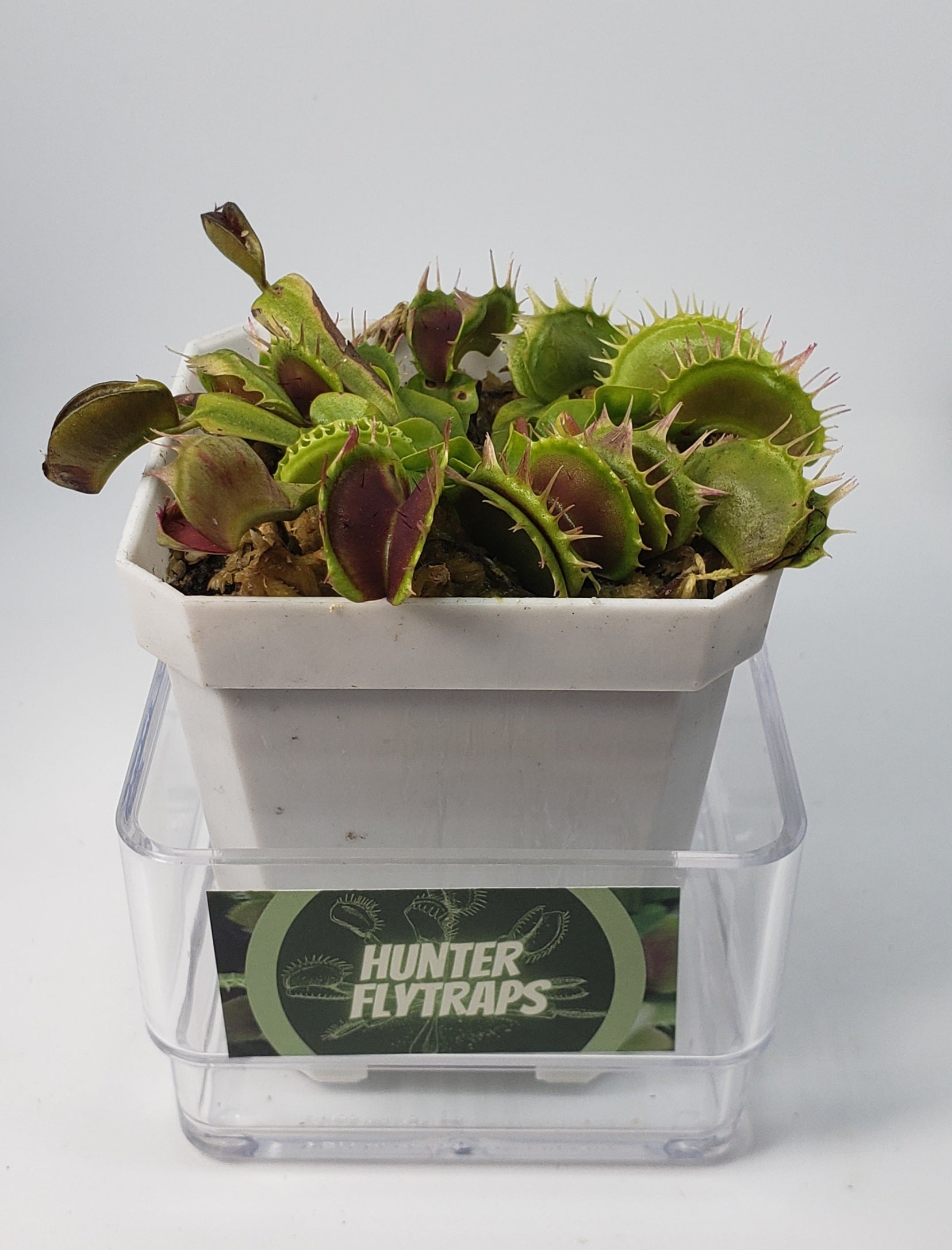 Fused Tooth - Venus Flytrap Live Carnivorous Plant – Hunter Flytraps