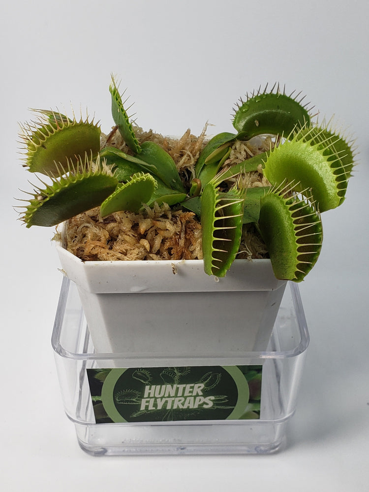 G16 "Slack's Giant" - Venus Flytrap Carnivorous Plant – Hunter Flytraps