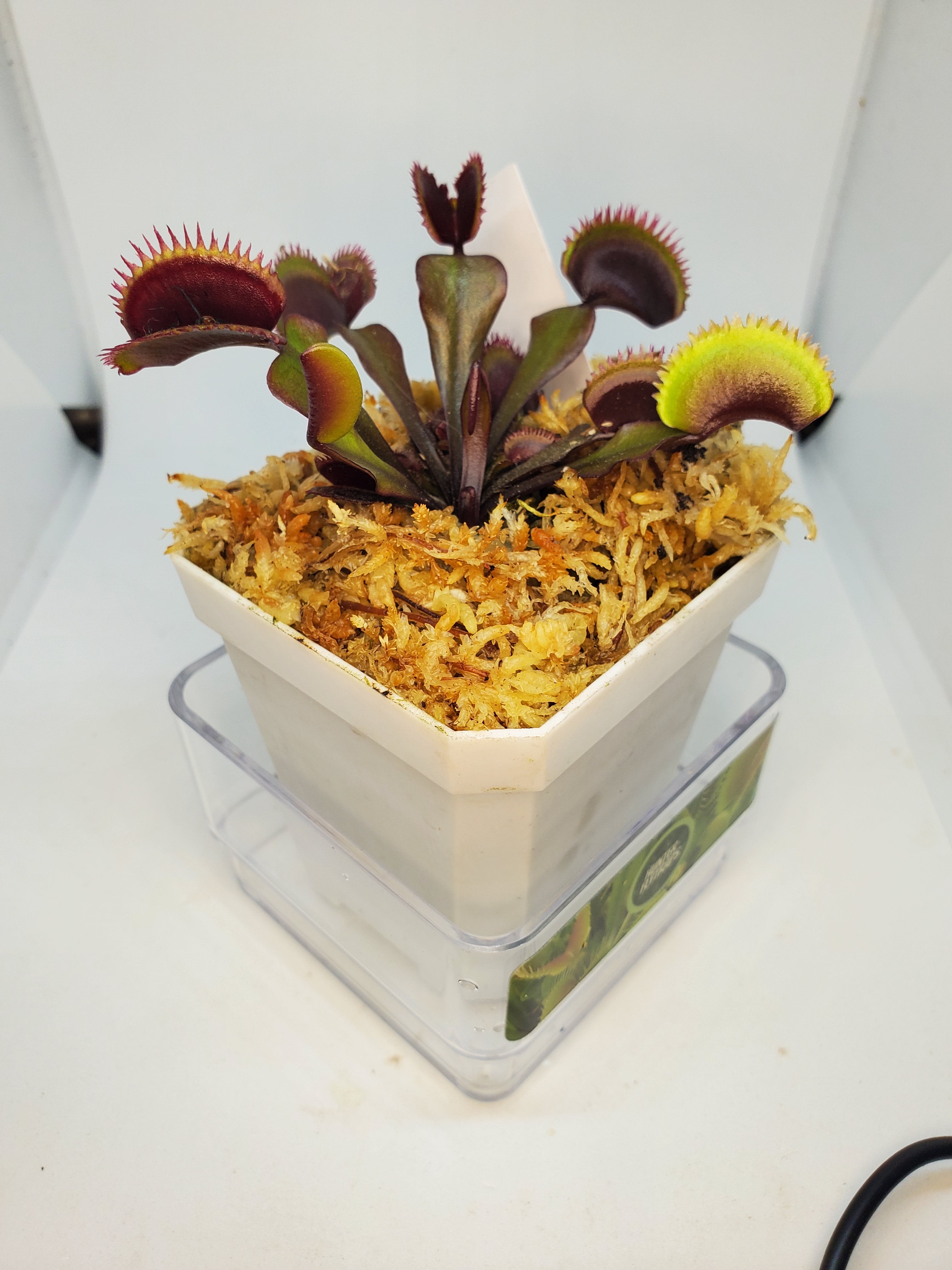 FTS Crimson Sawtooth - Venus Flytrap Carnivorous live plant – Hunter Flytraps