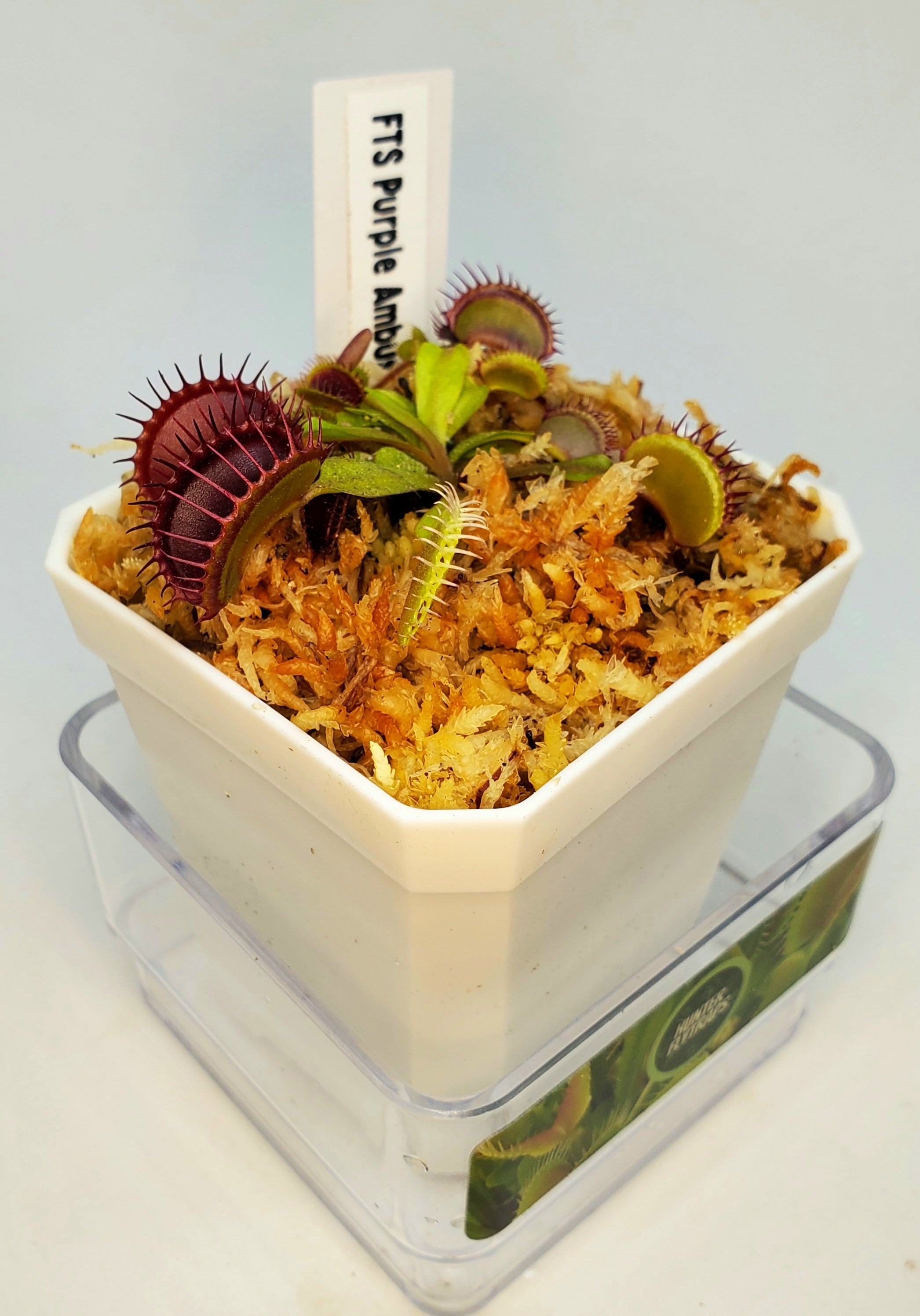 FTS Purple Ambush - Venus Flytrap Carnivorous Plant – Hunter Flytraps