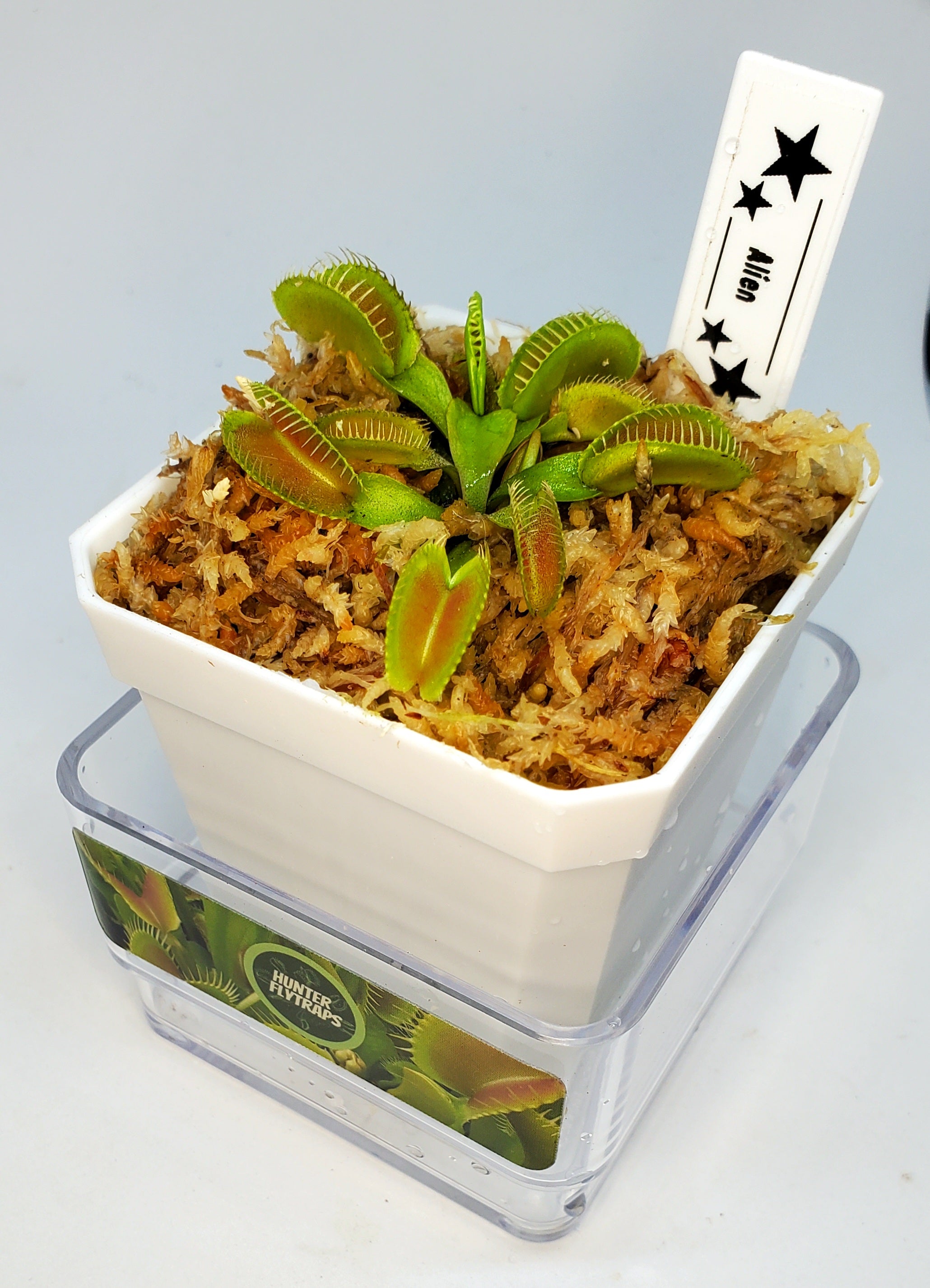 Alien - Venus Flytrap Carnivorous Plant – Hunter Flytraps