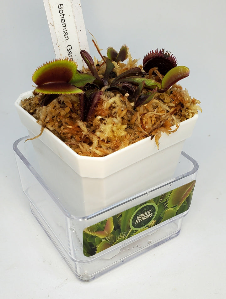 HUNTER FLYTRAPS Venus Flytraps, Carnivorous plants and Pitcher plants ...