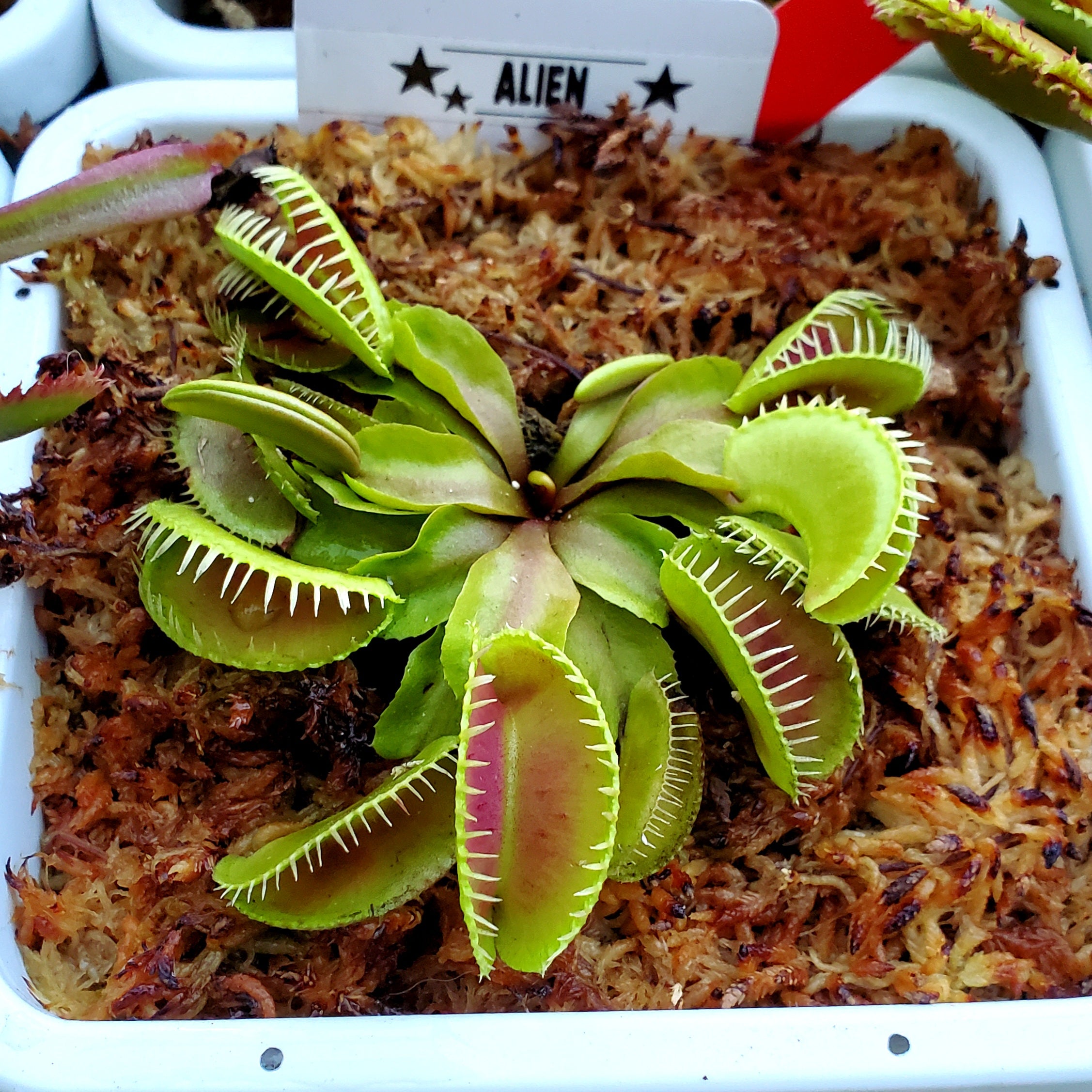 Alien - Venus Flytrap Carnivorous Plant – Hunter Flytraps