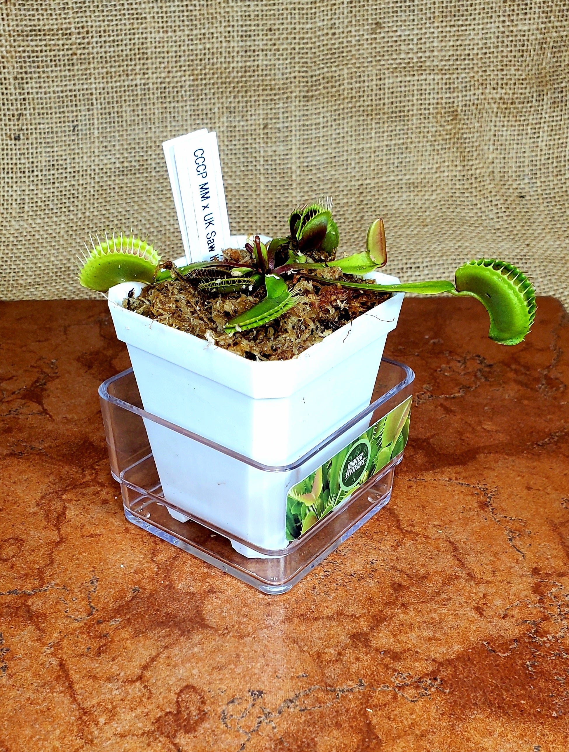 CCCP Maroon Monster x UK Sawtooth II - Venus Flytrap Carnivorous Plant – Hunter Flytraps
