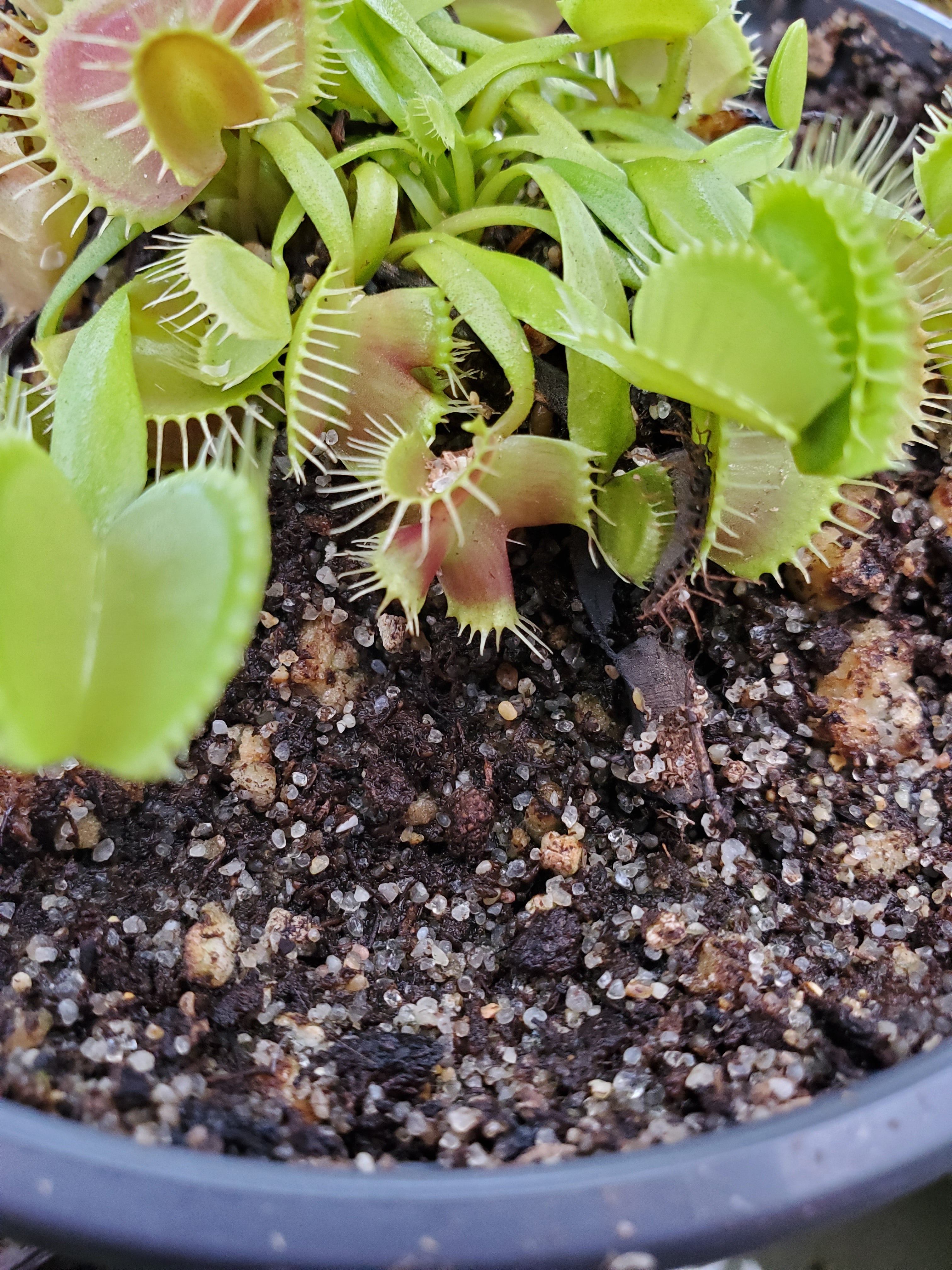 Mirror - Venus Flytrap Carnivorous Plant – Hunter Flytraps