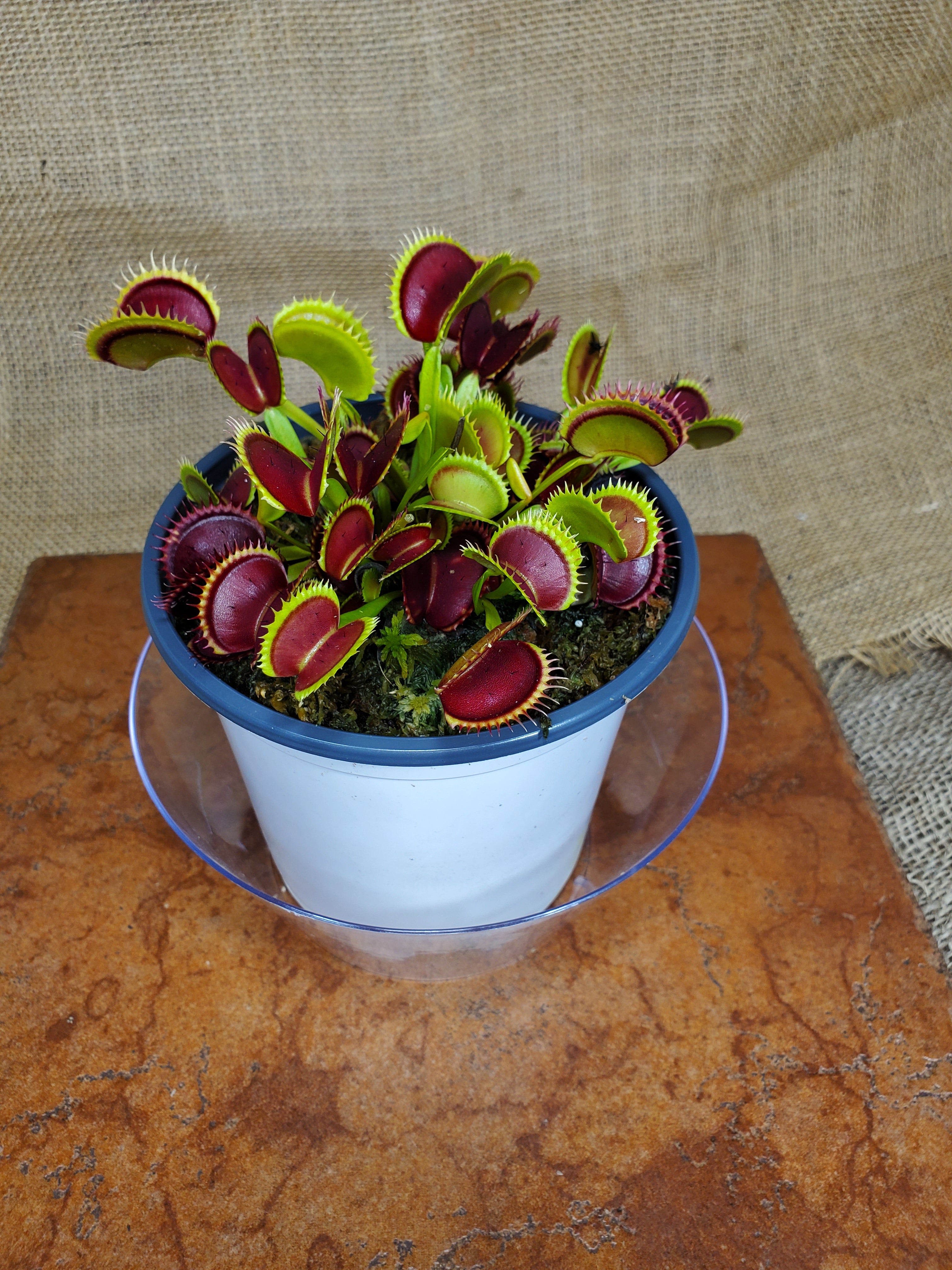 Hunter Flytraps B52 x Jaws 2020 #4 - Venus Flytrap Carnivorous Plant