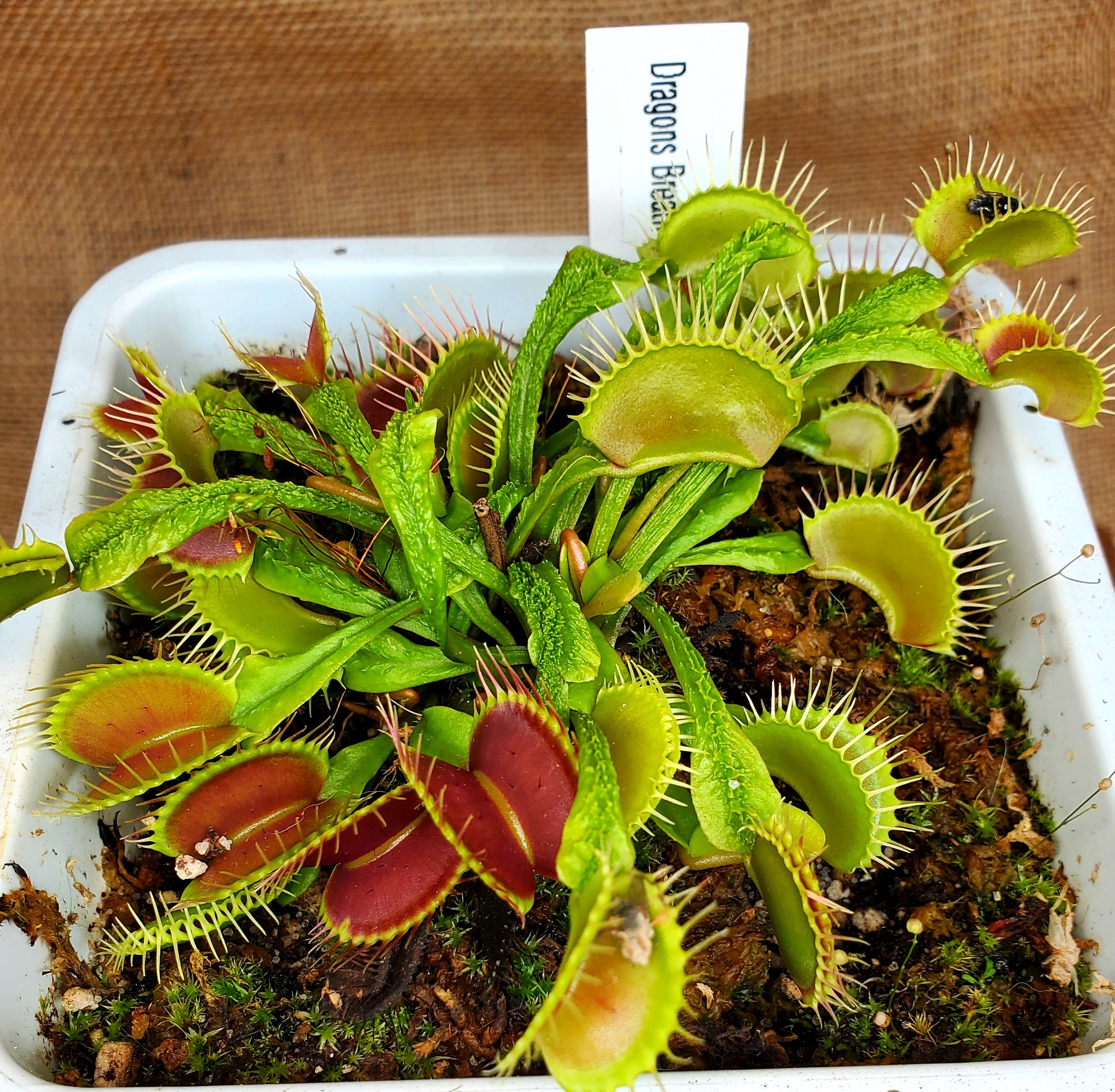 Dragon's Breath - Venus Flytrap Carnivorous Plant – Hunter Flytraps