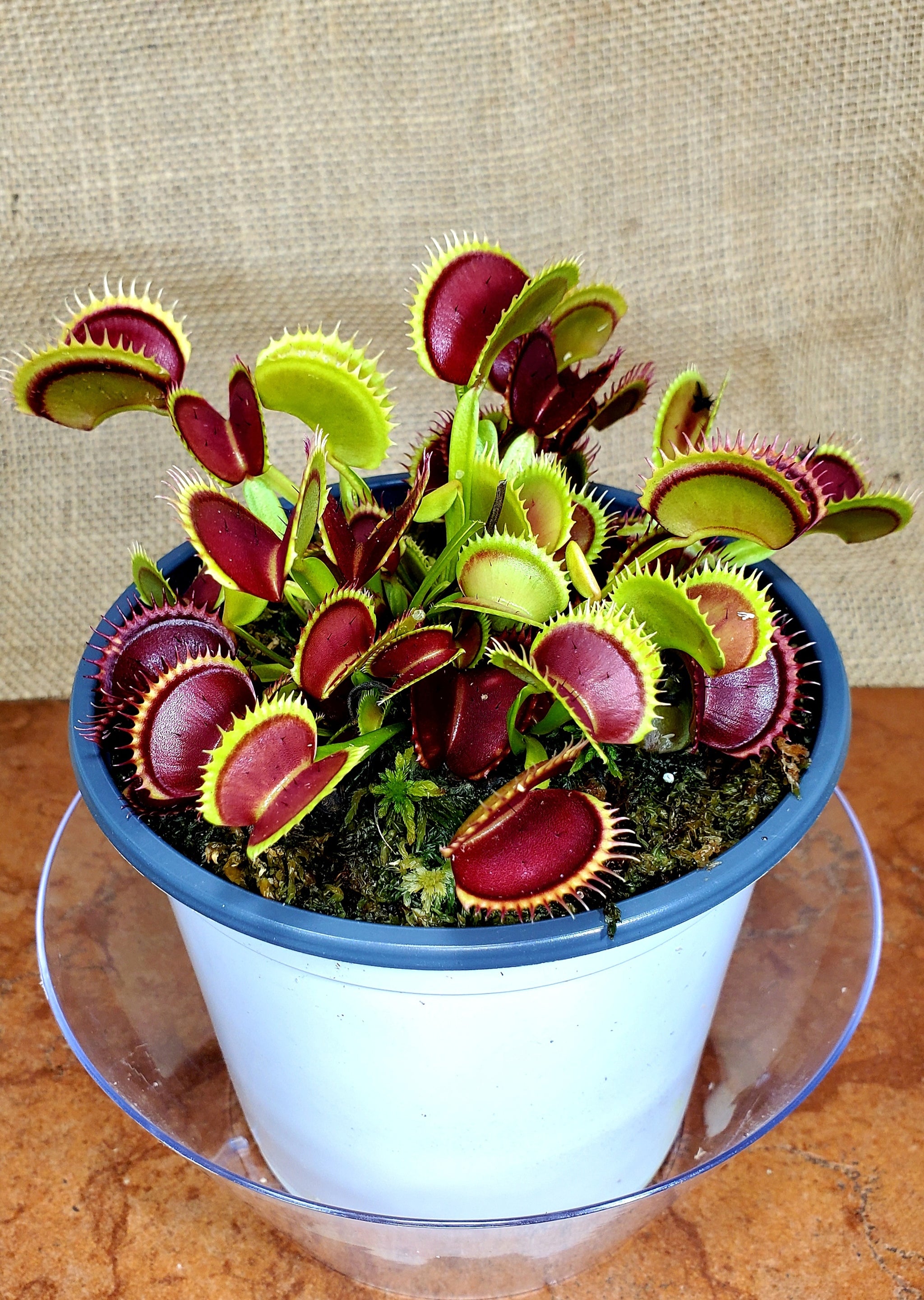 Hunter Flytraps B52 x Jaws 2020 #4 - Venus Flytrap Carnivorous Plant