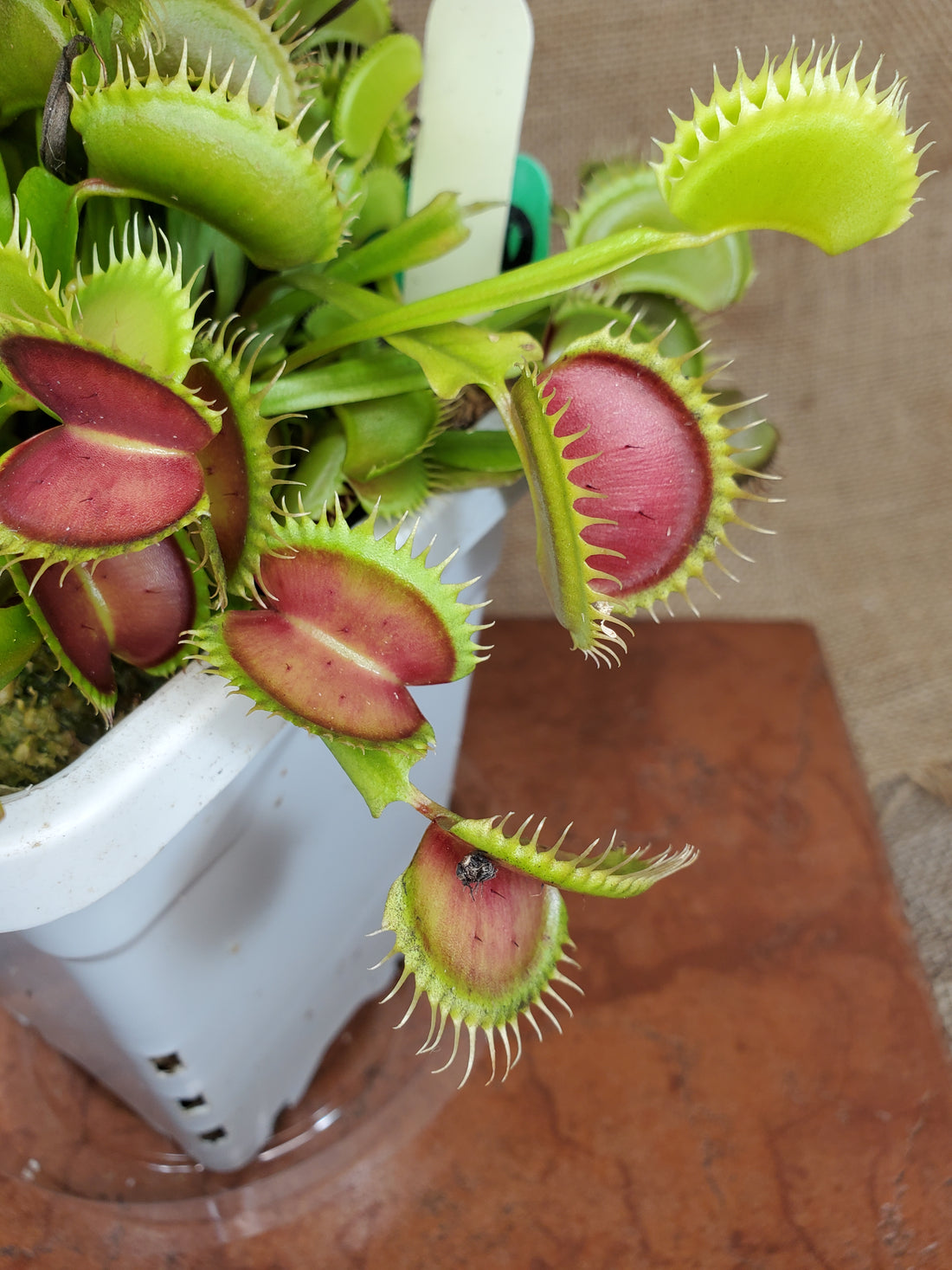 Hunter Flytraps B52 x Jaws 2020 #1 - Venus Flytrap Carnivorous Plant