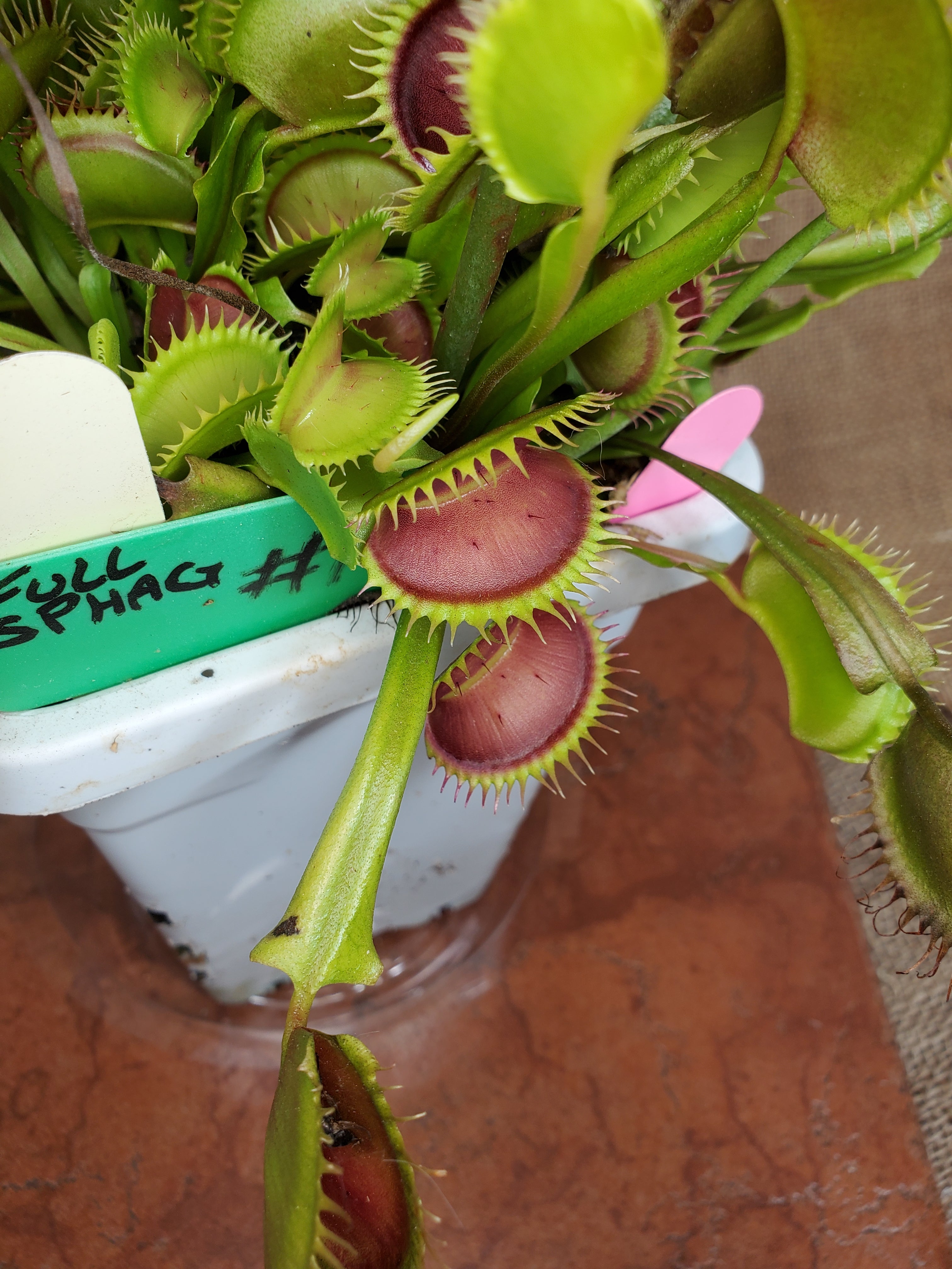 Hunter Flytraps B52 x Jaws 2020 #1 - Venus Flytrap Carnivorous Plant