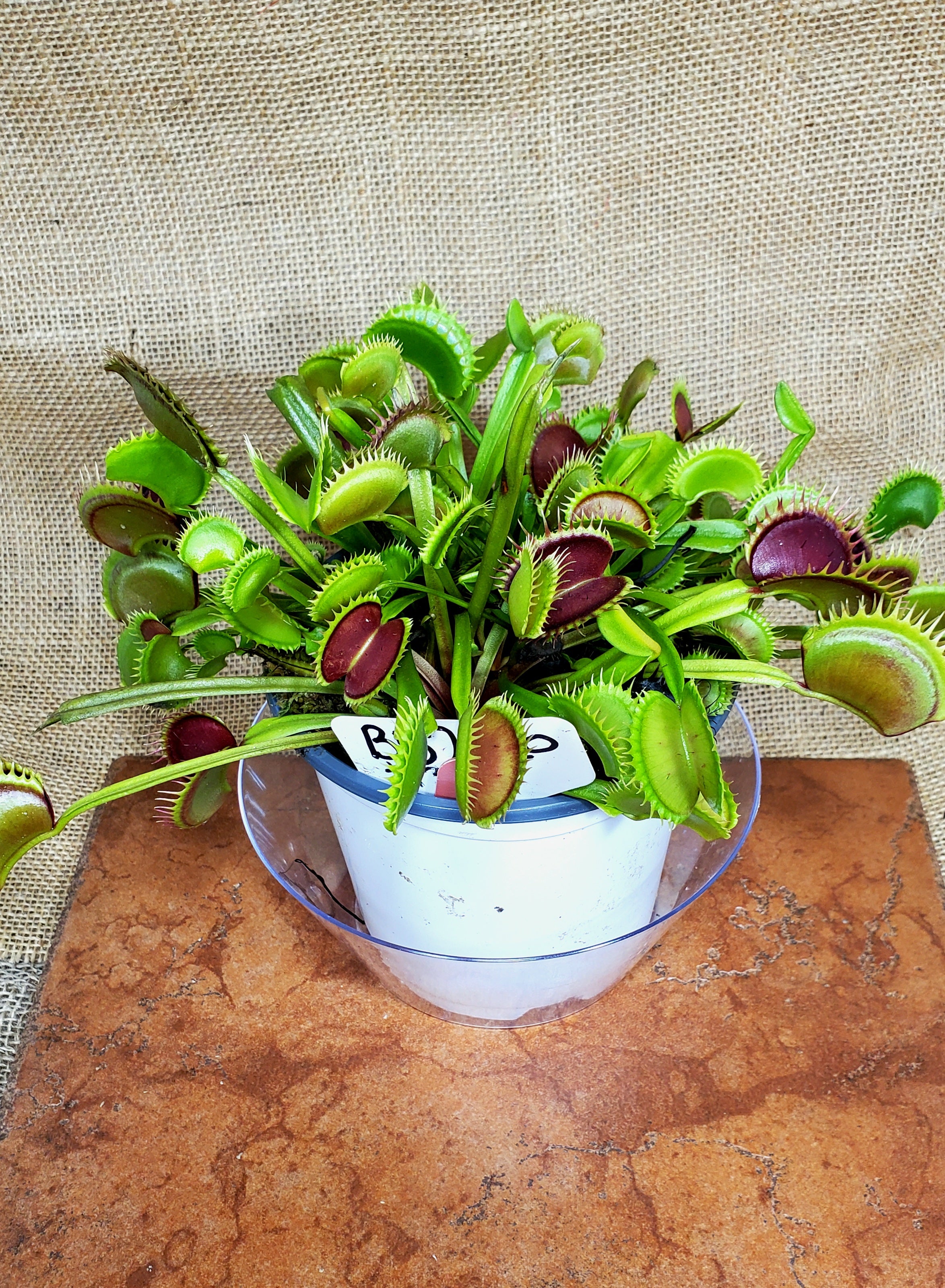 Hunter Flytraps B52 x Jaws 2020 #3 - Venus Flytrap Carnivorous Plant