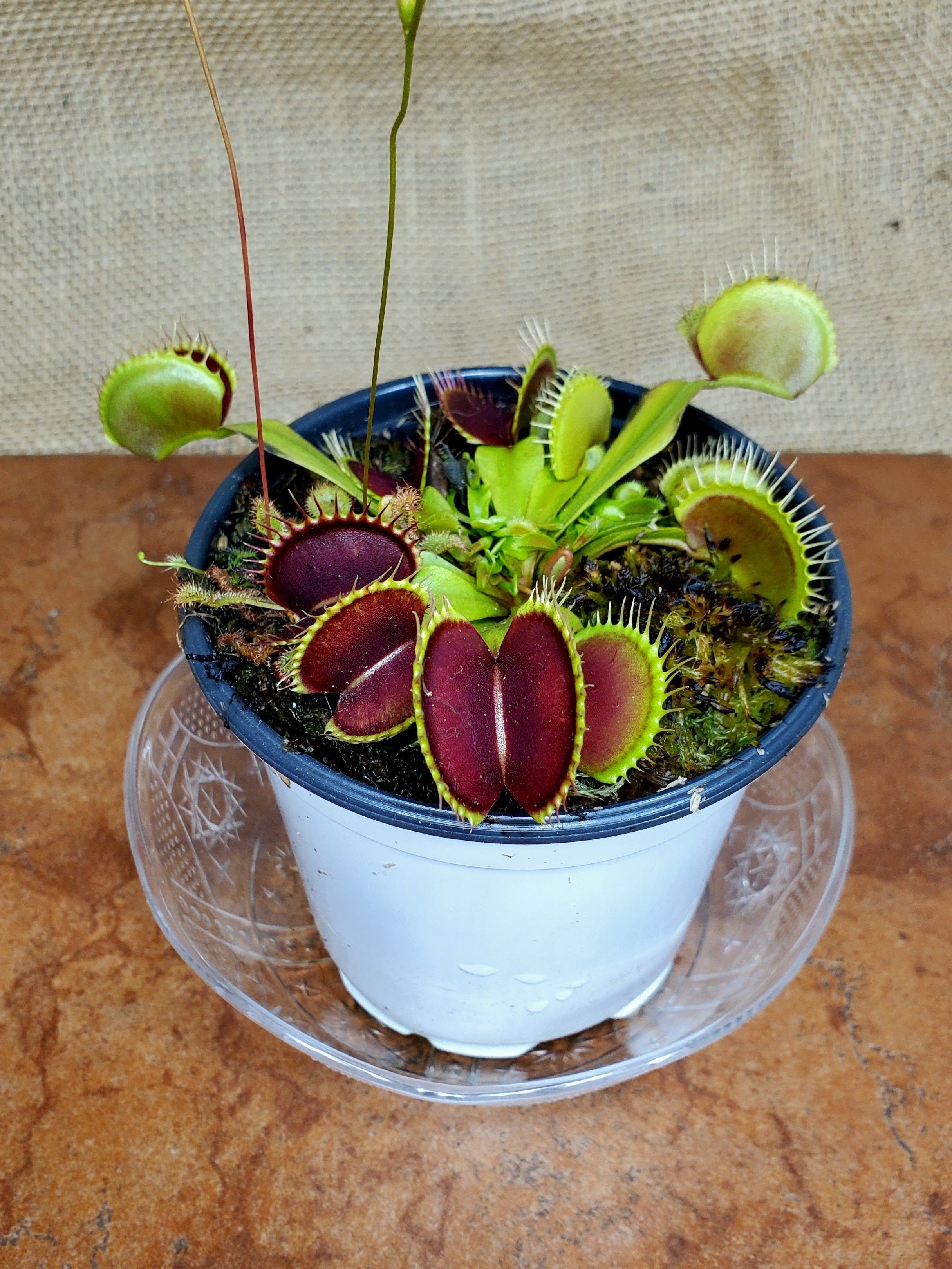 Jaws x Petite Dragon - Venus Flytrap Carnivorous Plant – Hunter Flytraps