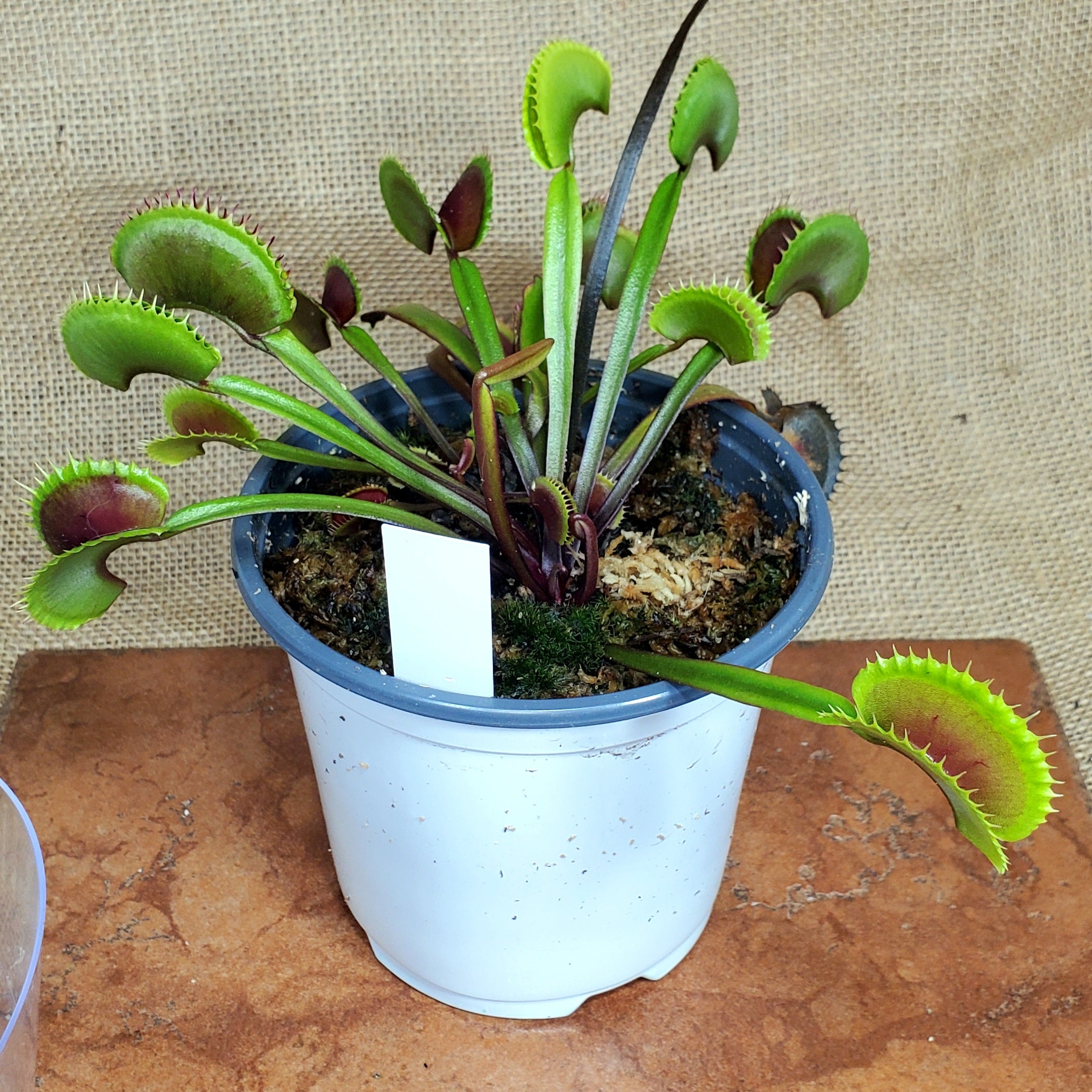FTS Arch Angel - Venus Flytrap Carnivorous Plant – Hunter Flytraps