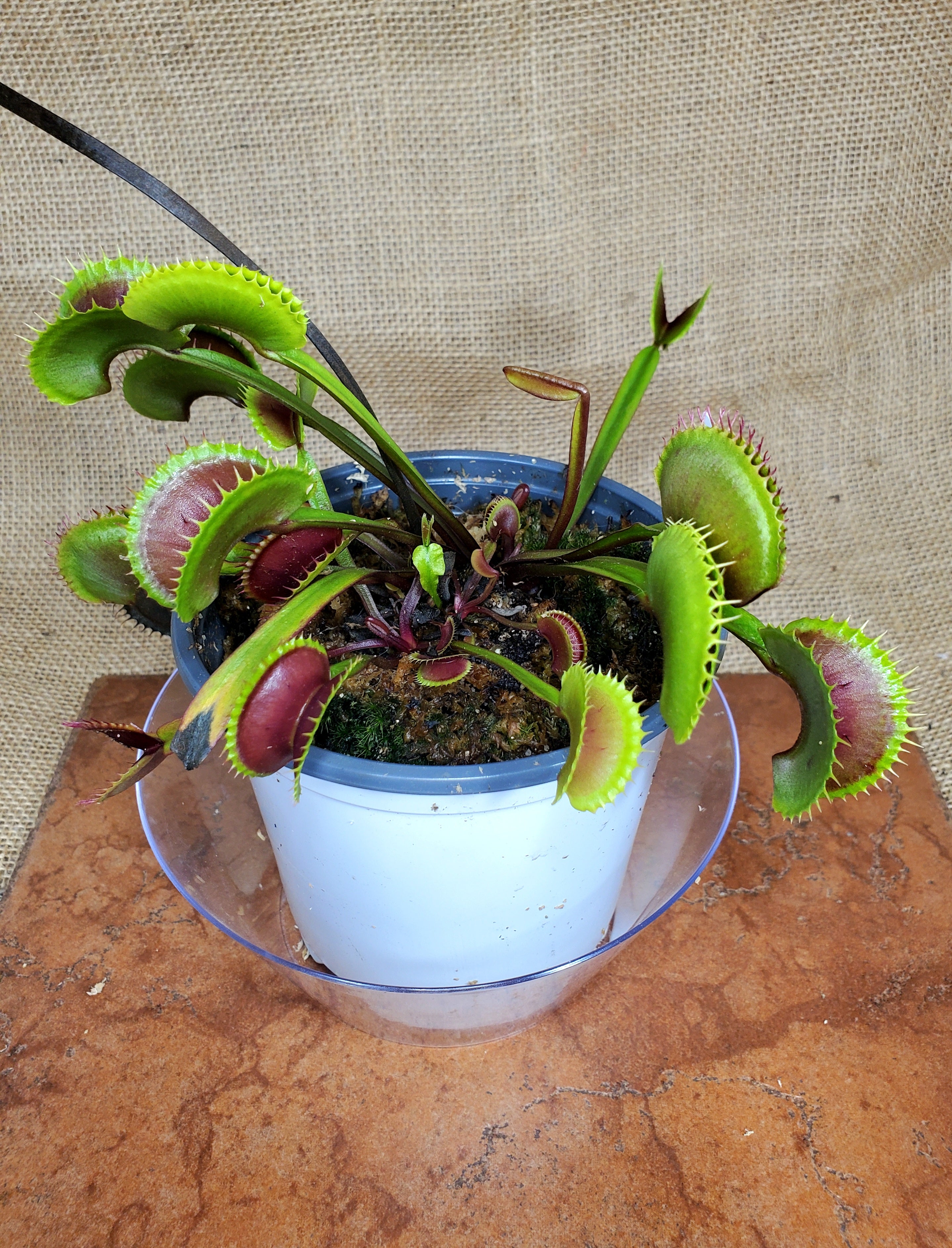 FTS Arch Angel - Venus Flytrap Carnivorous Plant – Hunter Flytraps