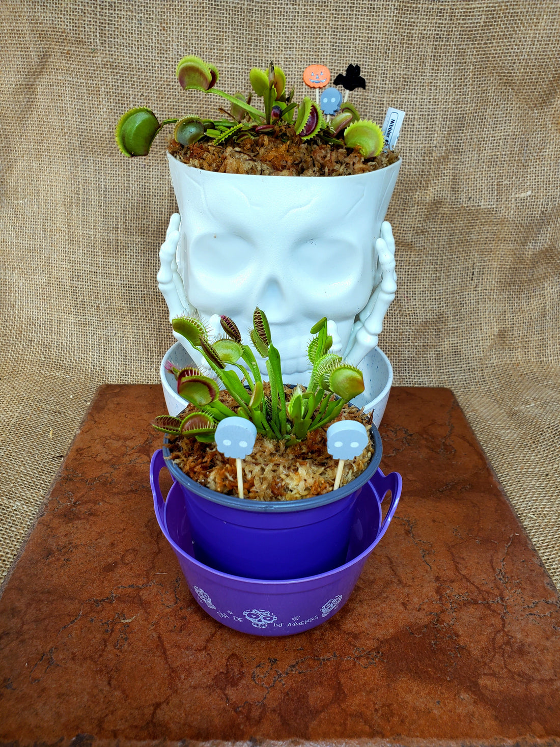 Haunter Flytraps Common Purple- Venus Flytrap Carnivorous Plant ...