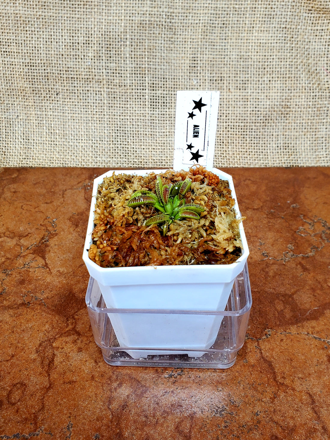 Alien - Venus Flytrap Carnivorous Plant small- starter size – Hunter ...