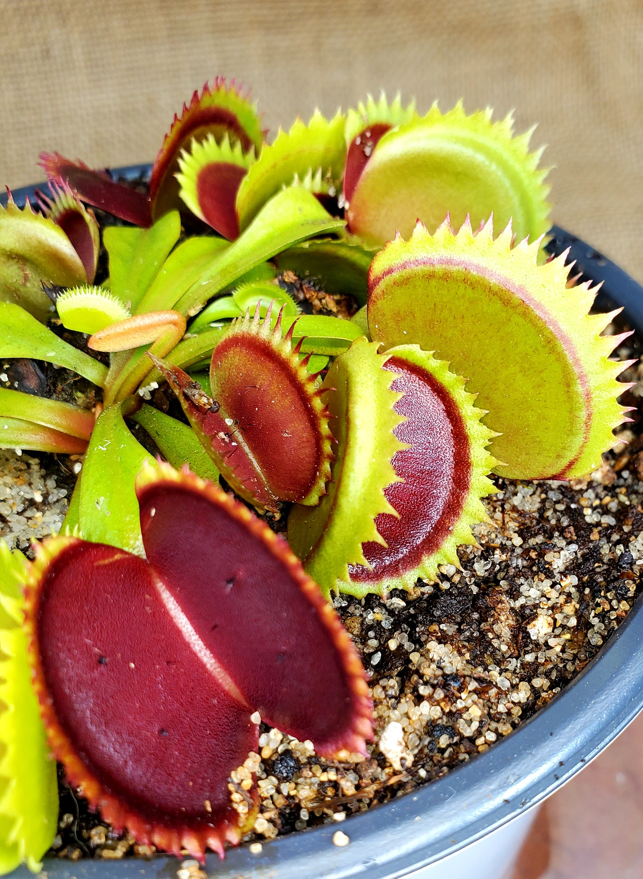 Hunter Flytraps "Nibbler" Jaws x Jaws 2020 #1 - Venus Flytrap Carnivor