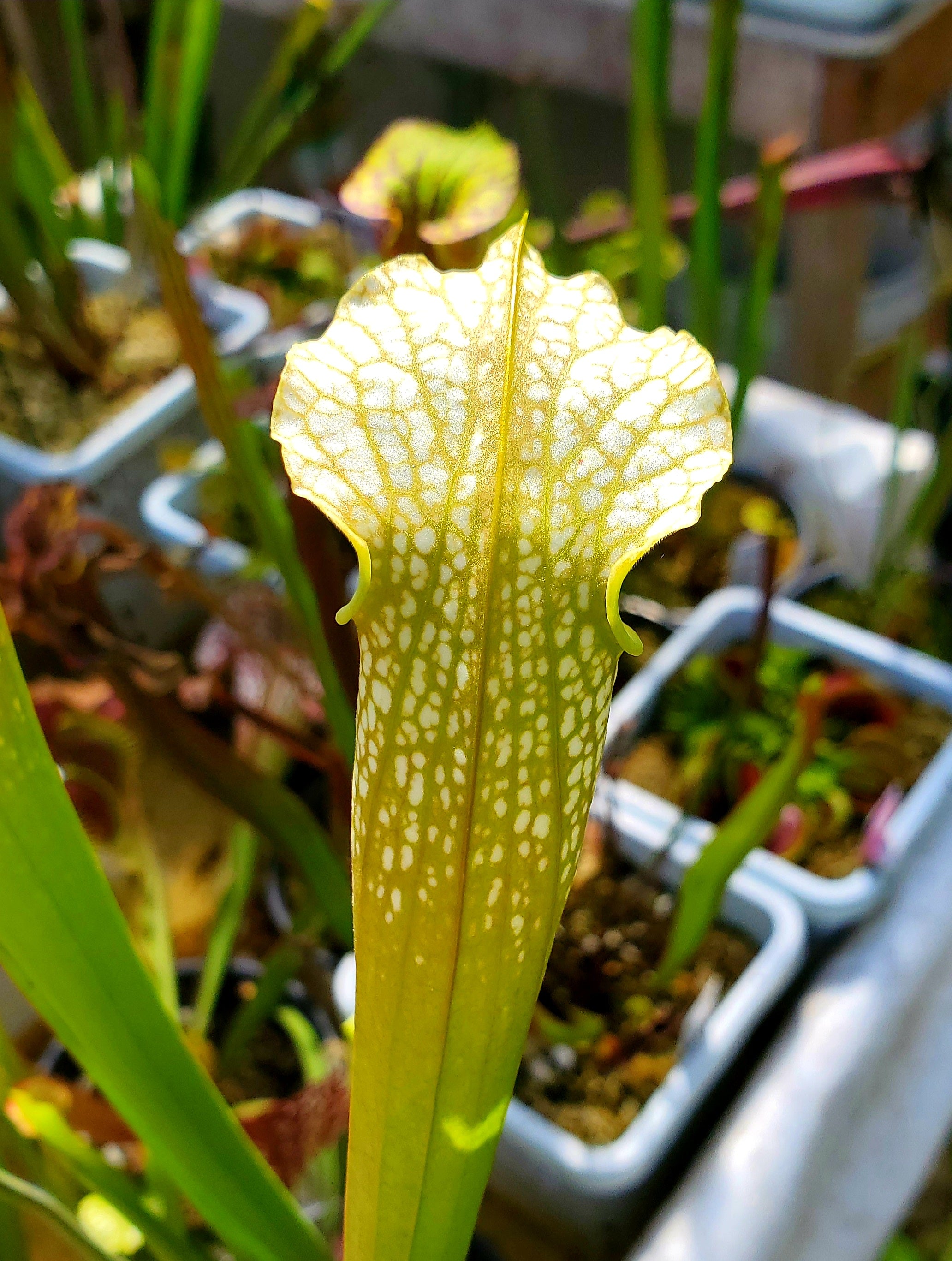 Pitcher Plant - Sarracenia Lemon Yellow Alata x HCW Clone F Carnivorou – Hunter Flytraps