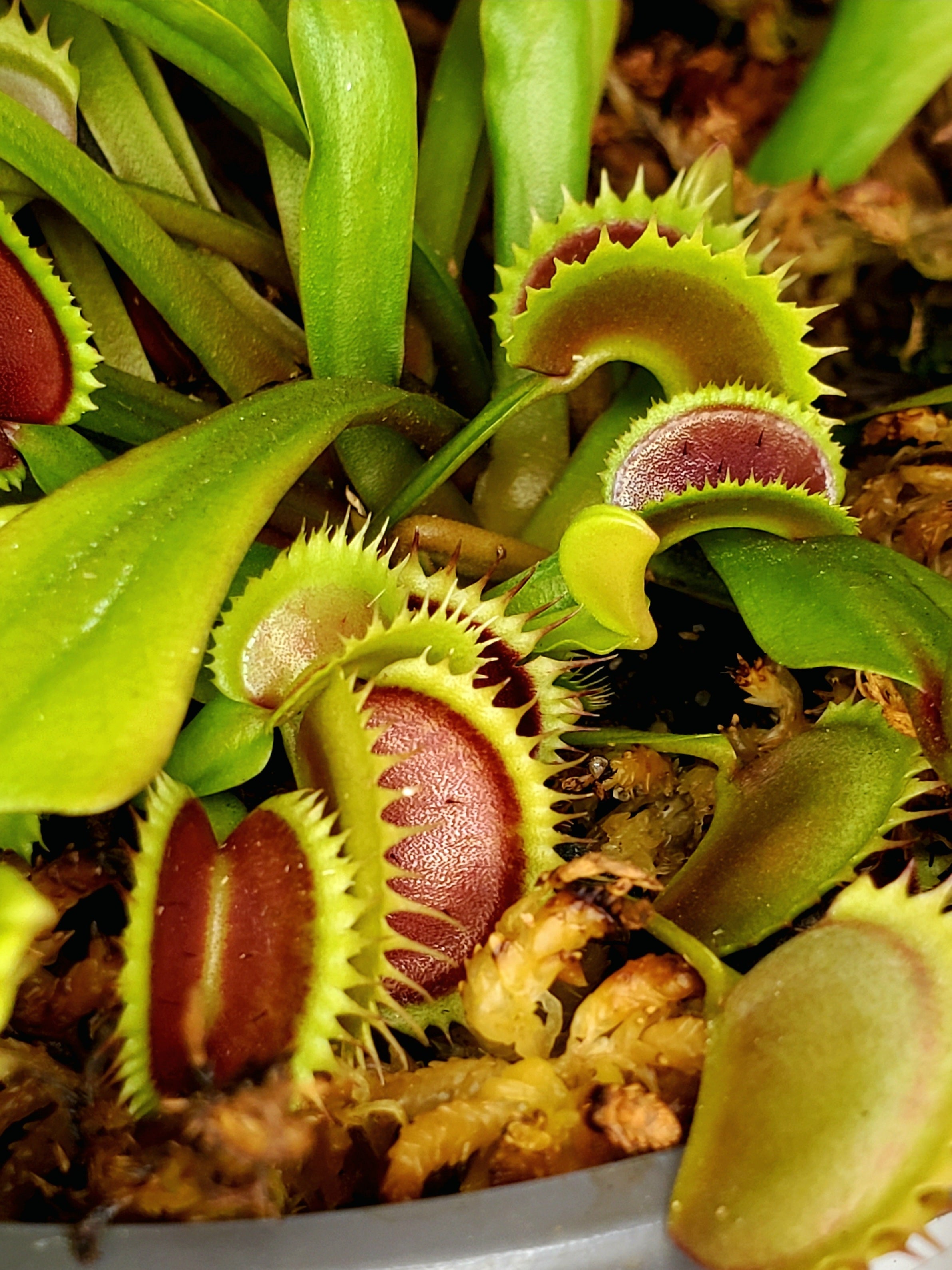Hunter Flytraps 'Tippity Witchit' - Venus Flytrap Carnivorous Plant
