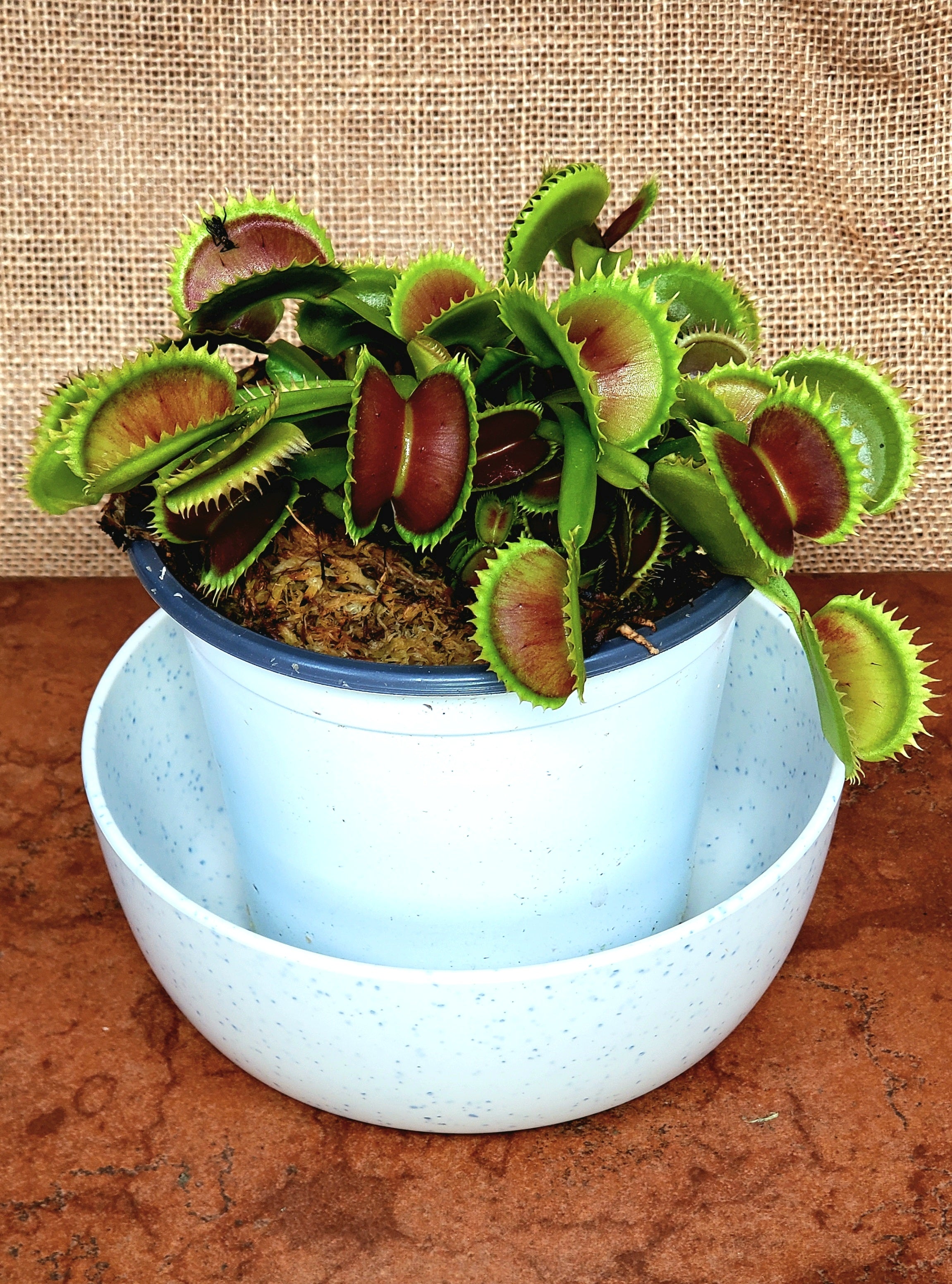 Hunter Flytraps 'Tippity Witchit' - Venus Flytrap Carnivorous Plant