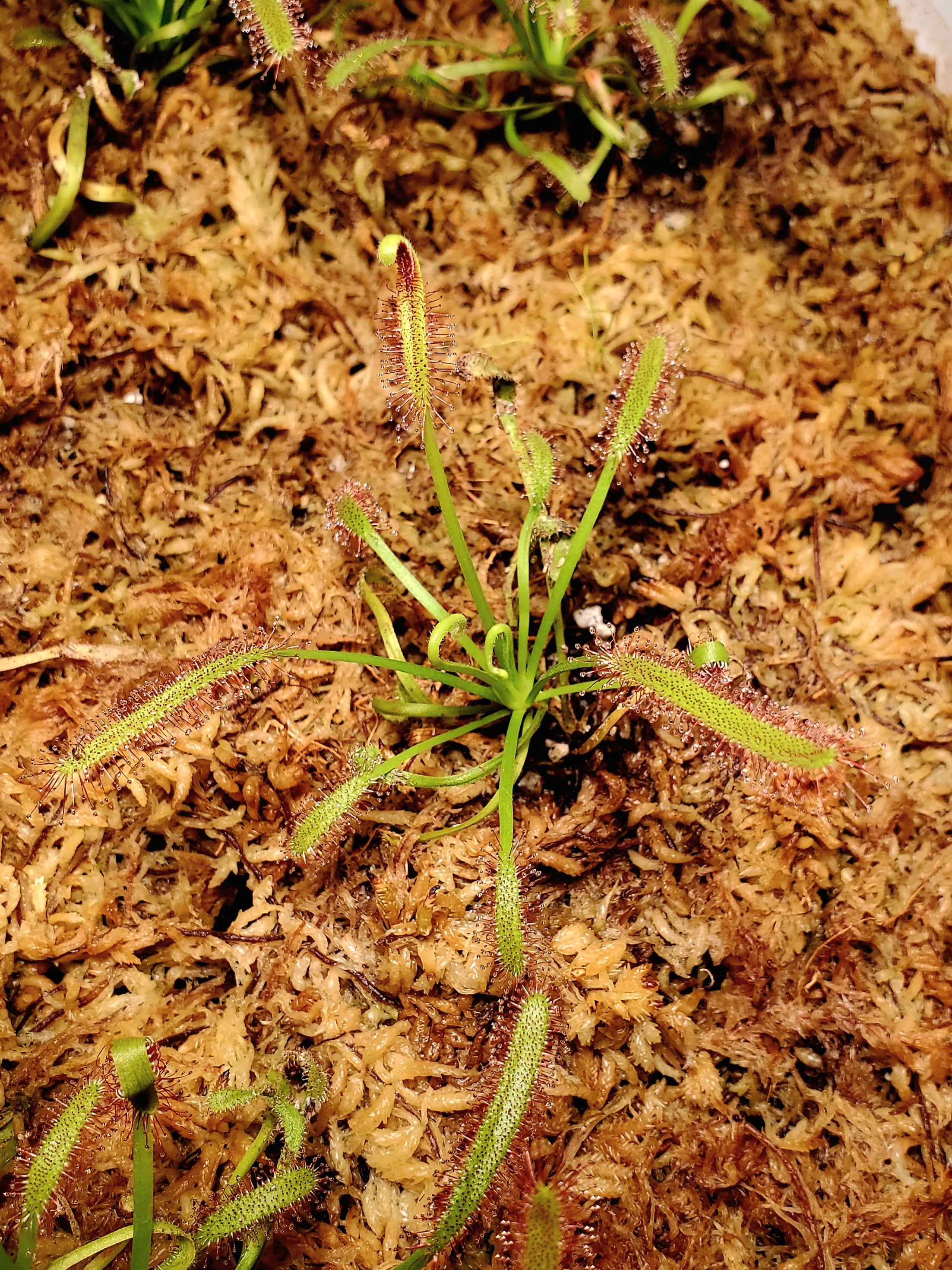 Drosera Capensis Cape Sundew﻿﻿ Carnivorous Plant – Hunter Flytraps