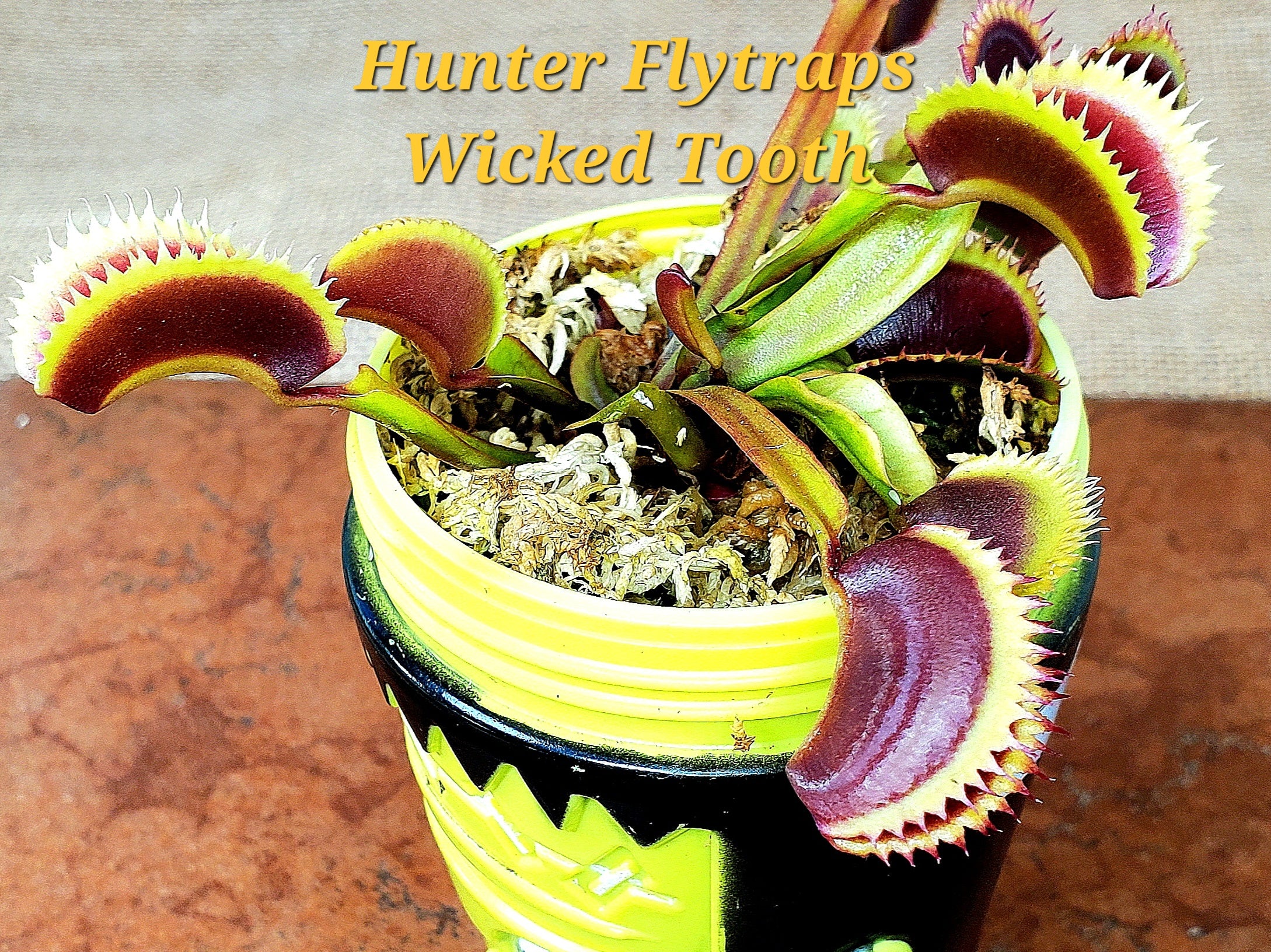 Hunter Flytraps "Wicked Tooth" - Venus Flytrap Carnivorous Plant