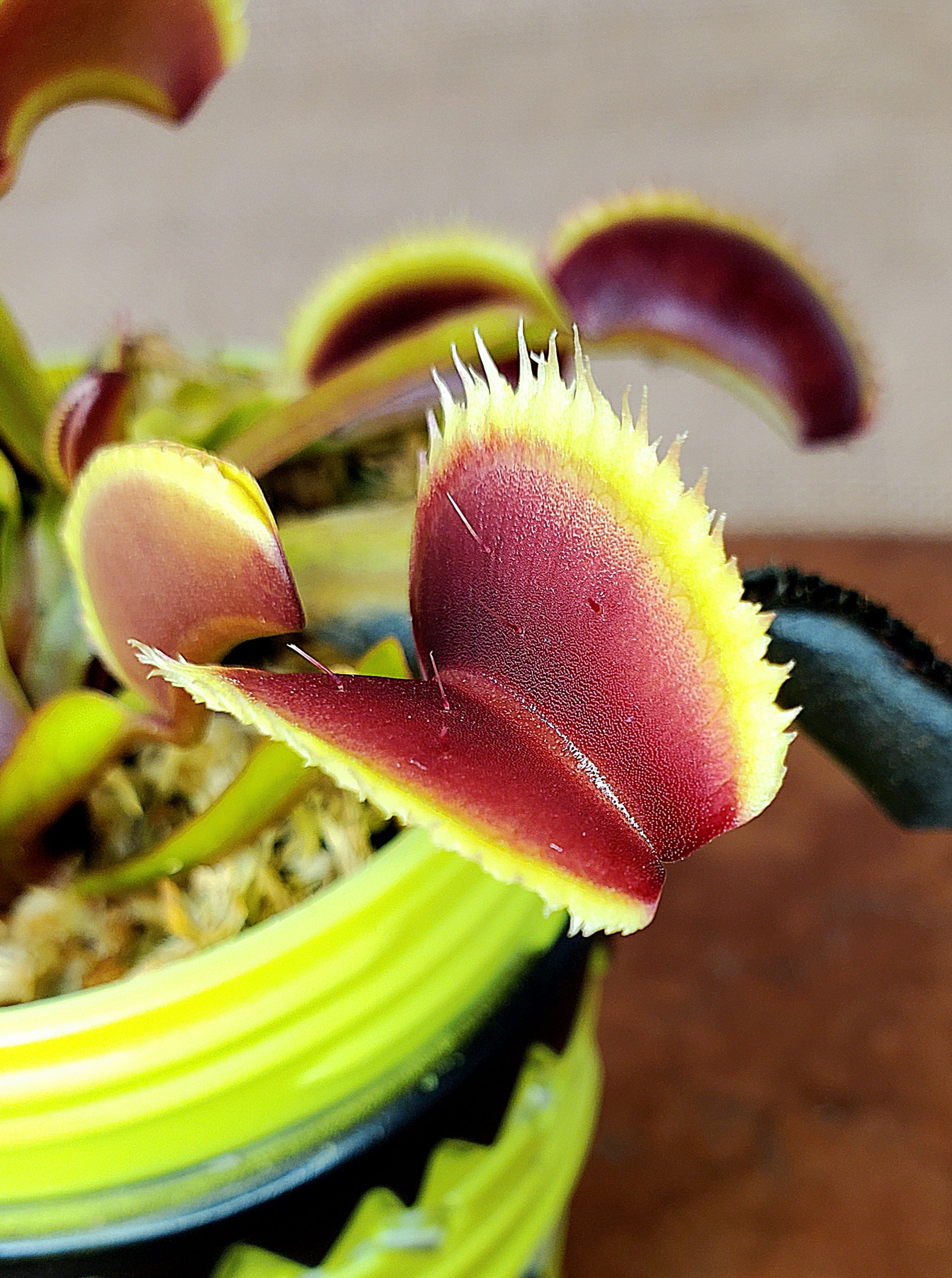 Hunter Flytraps "Wicked Tooth" - Venus Flytrap Carnivorous Plant